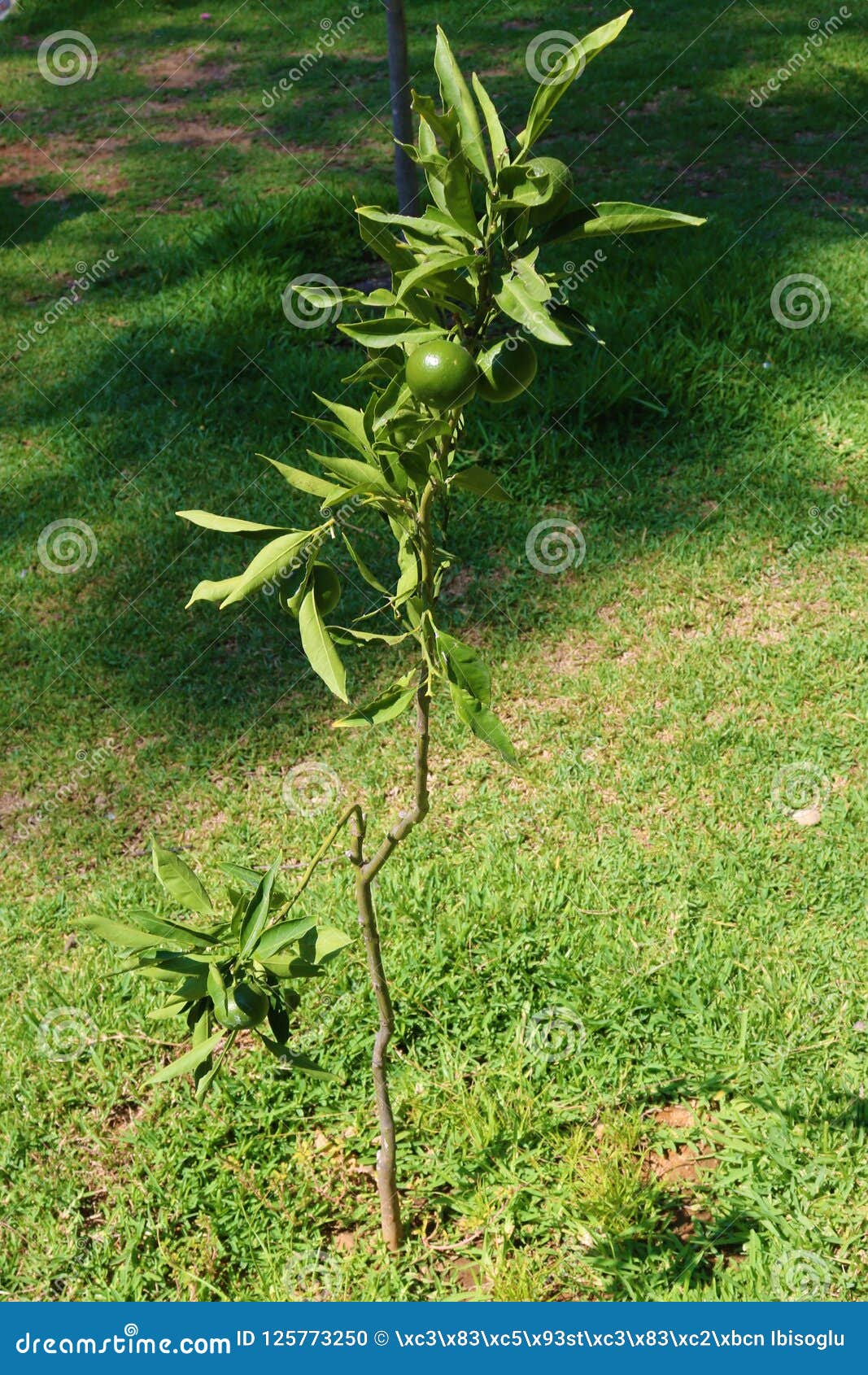 Tangerine Tree. Clementine Tree. Green Mandarin Tree Stock Photo ... Tangerine Tree. Clementine Tree. Green Mandarin Tree Stock Photo ...