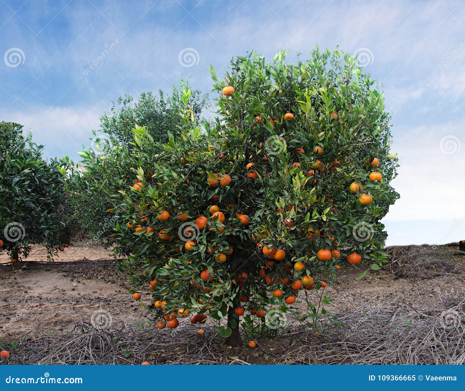 Tangerine tree stock image. Image of harvest, plant - 109366665
