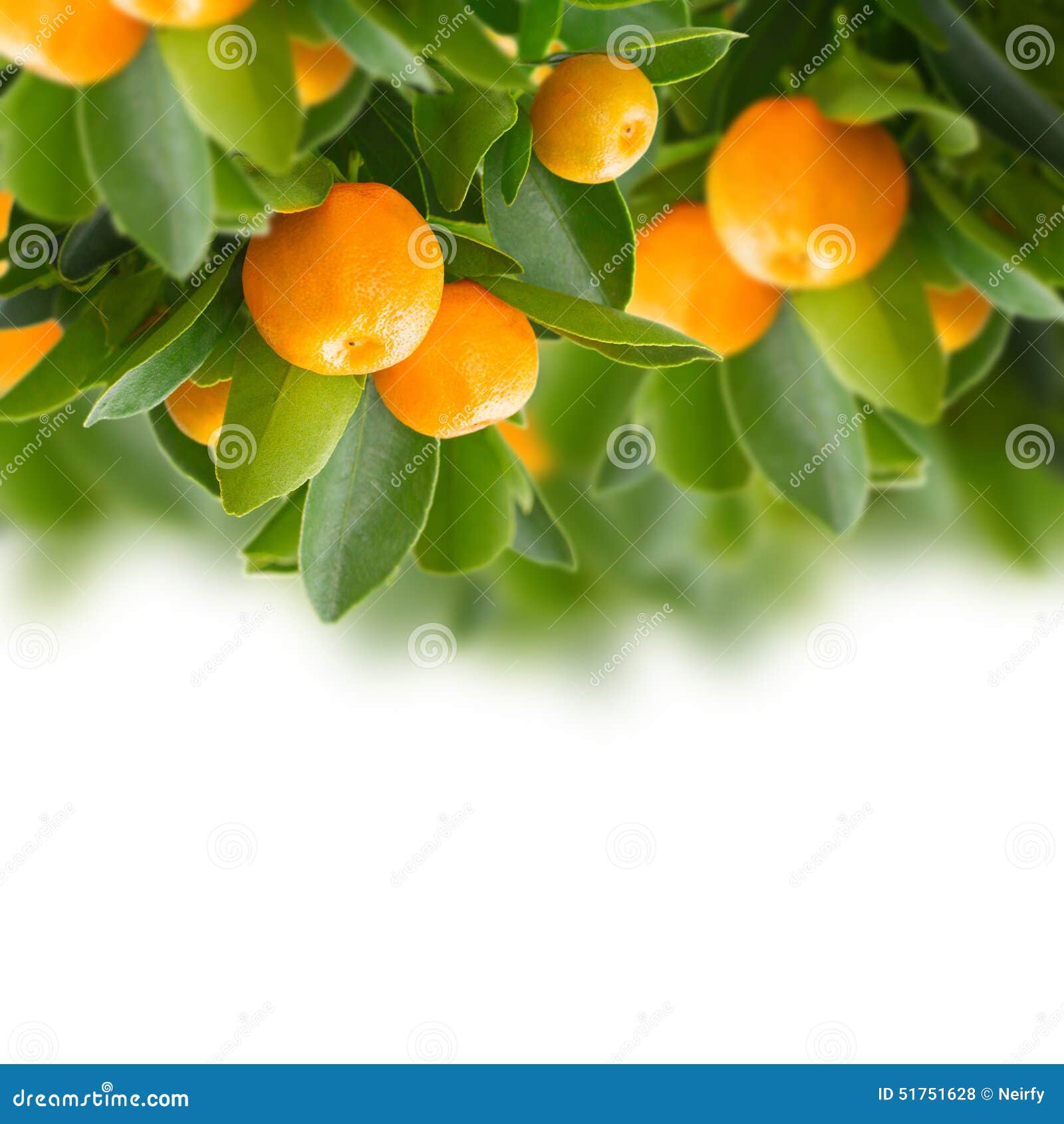 Tangerine On Tree Royalty-Free Stock Photography | CartoonDealer.com ...
