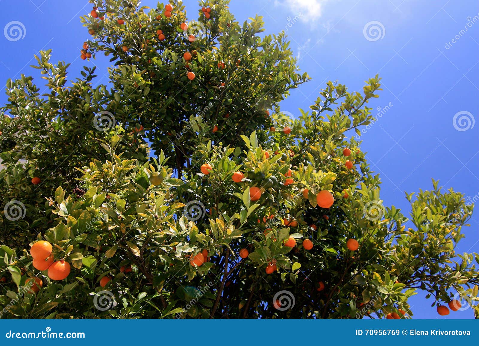Tangerine tree in Greece stock image. Image of katakolon - 70956769