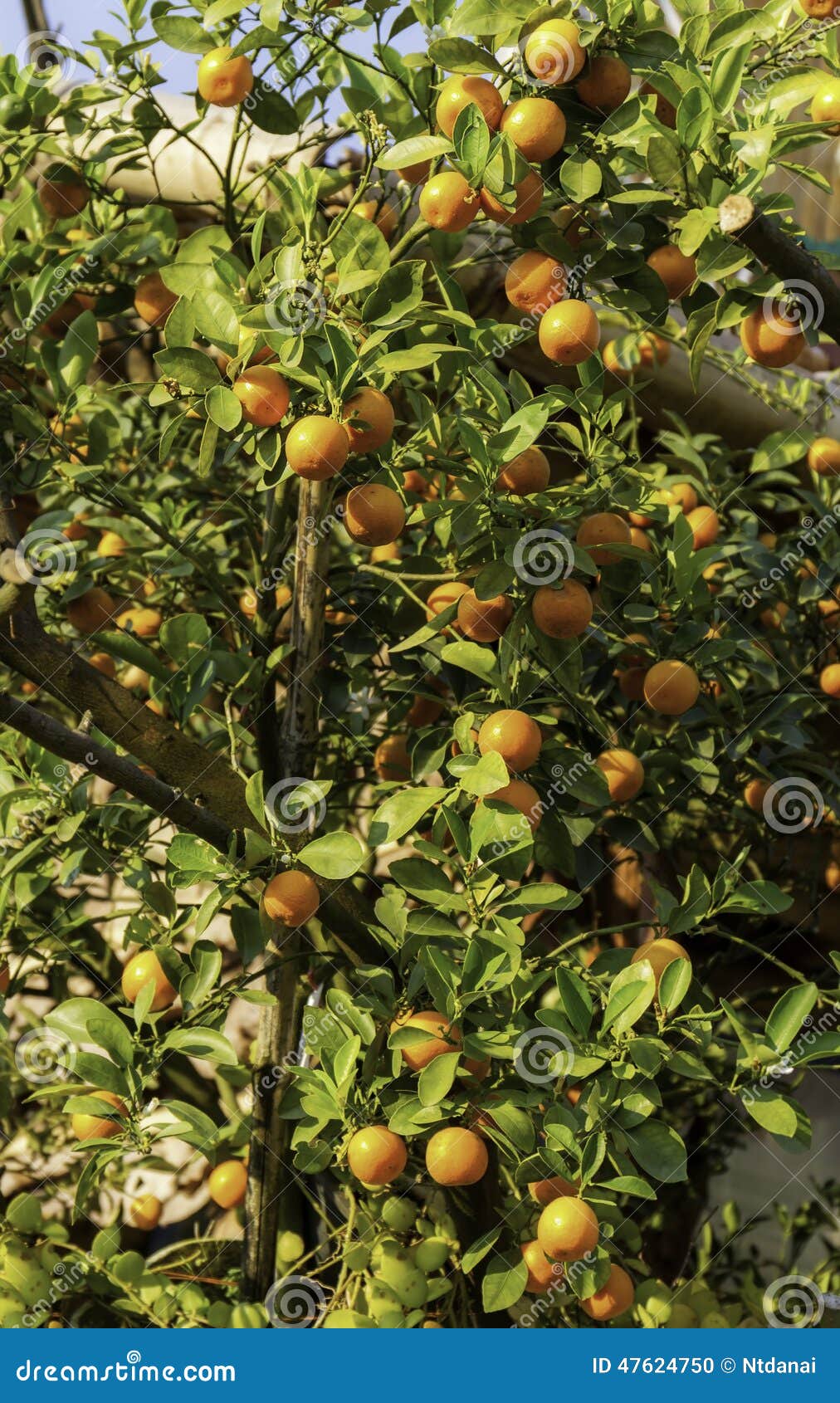 Tangerine tree stock photo. Image of white, yellow, garden - 47624750