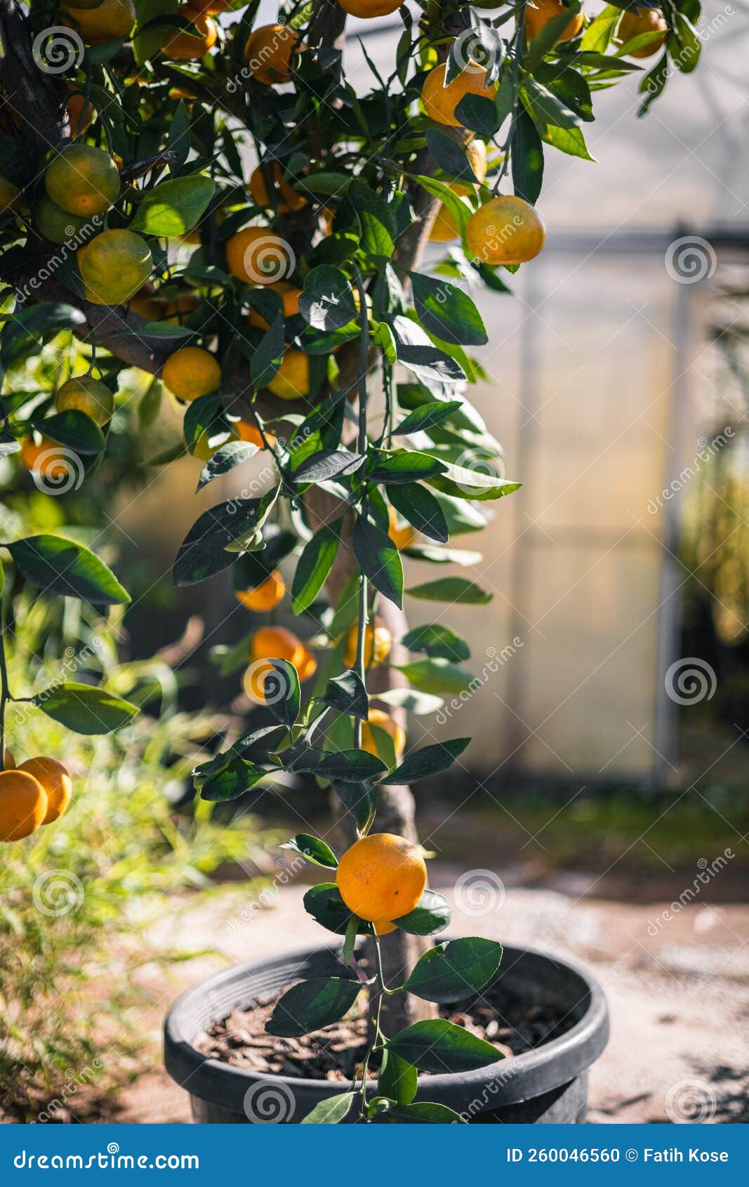 Tangerine Tree Near the Greenhouse. Shallow Depth of Field Stock Photo ... Tangerine Tree Near the Greenhouse. Shallow Depth of Field Stock Photo ...