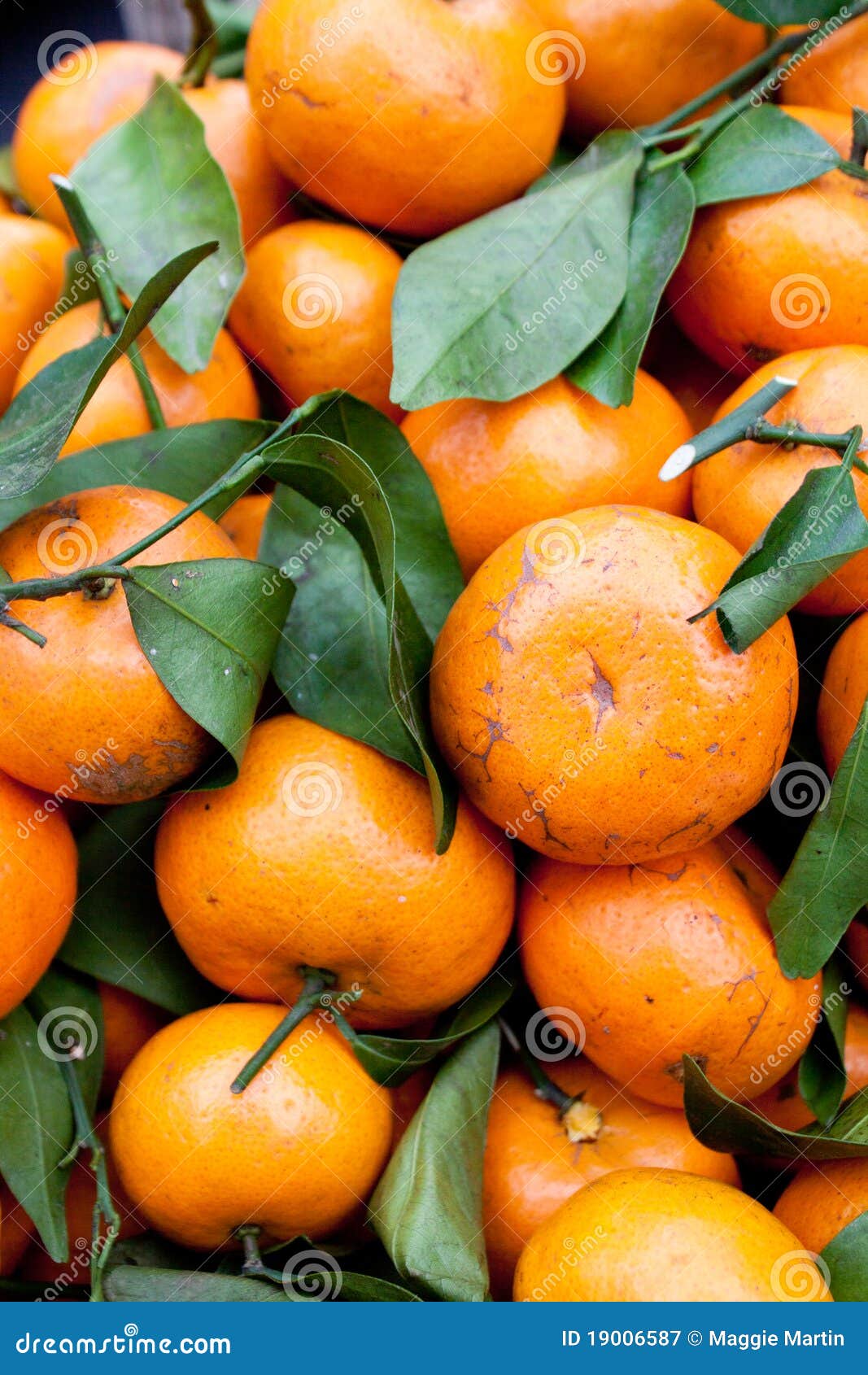 Tangerines stock image. Image of snack, healthy, picked - 19006587