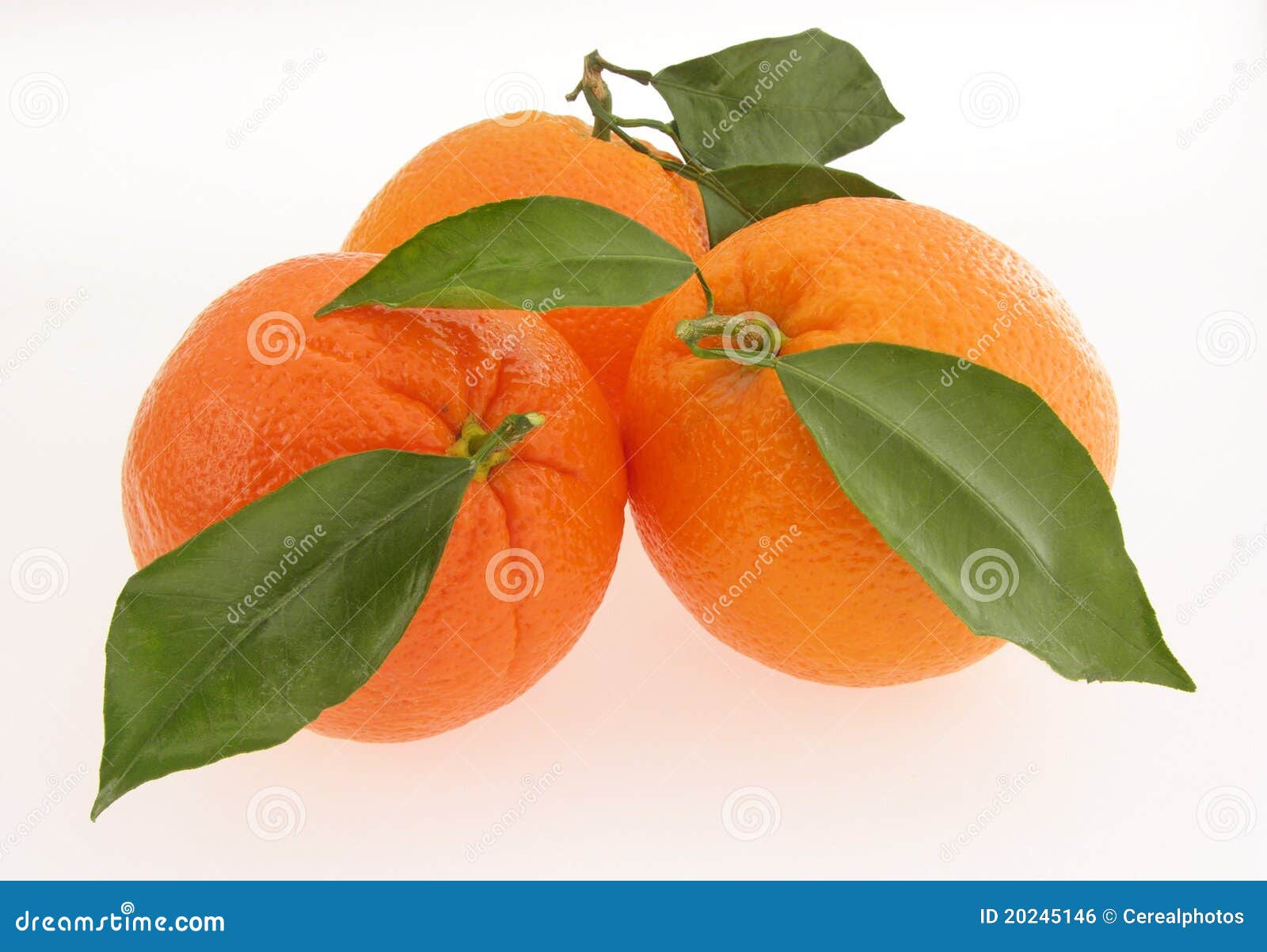 Tangerines stock photo. Image of isolated, citrus, close - 20245146