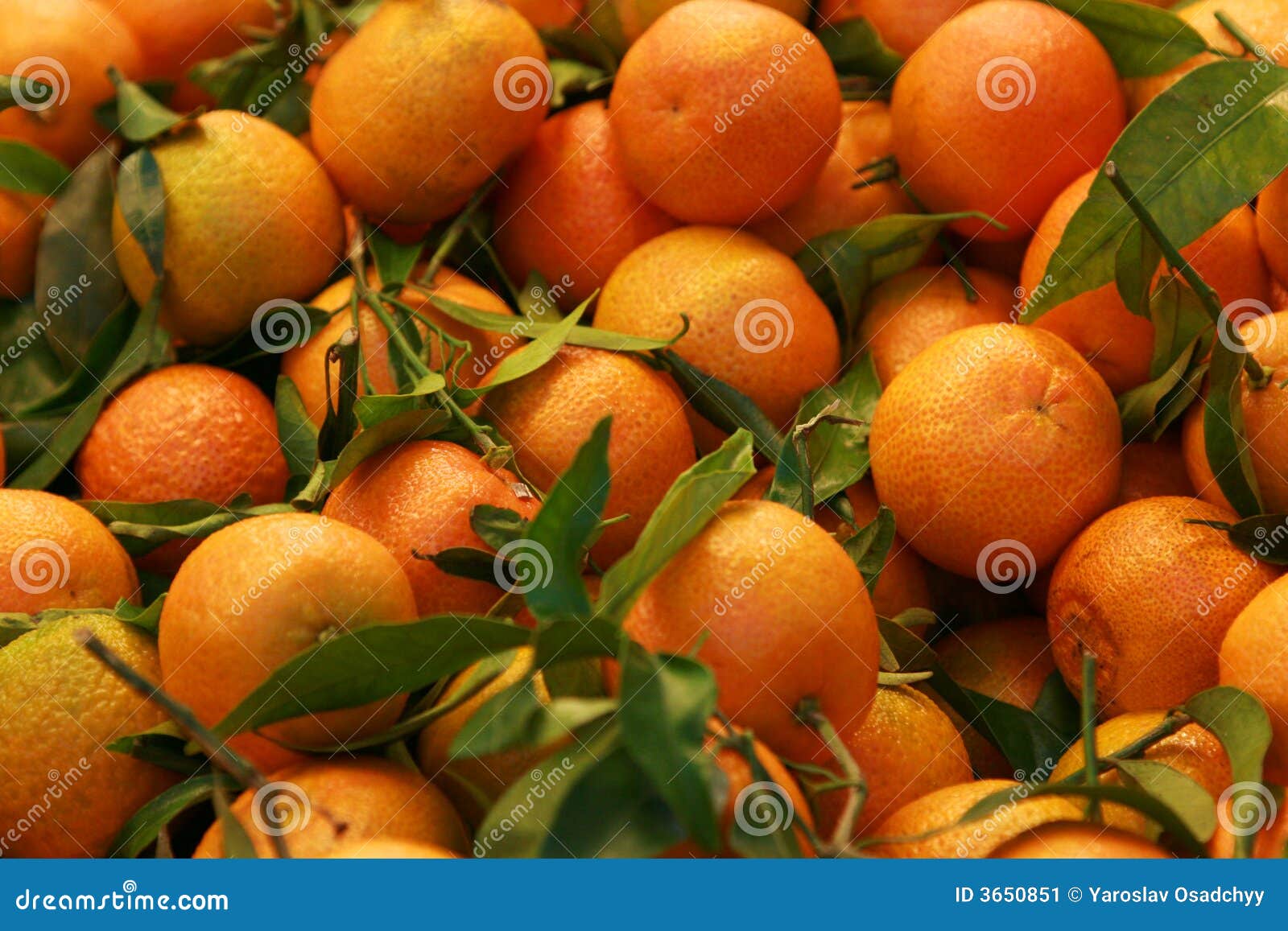 Tangerines stock image. Image of food, leaf, fruit, citrus - 3650851