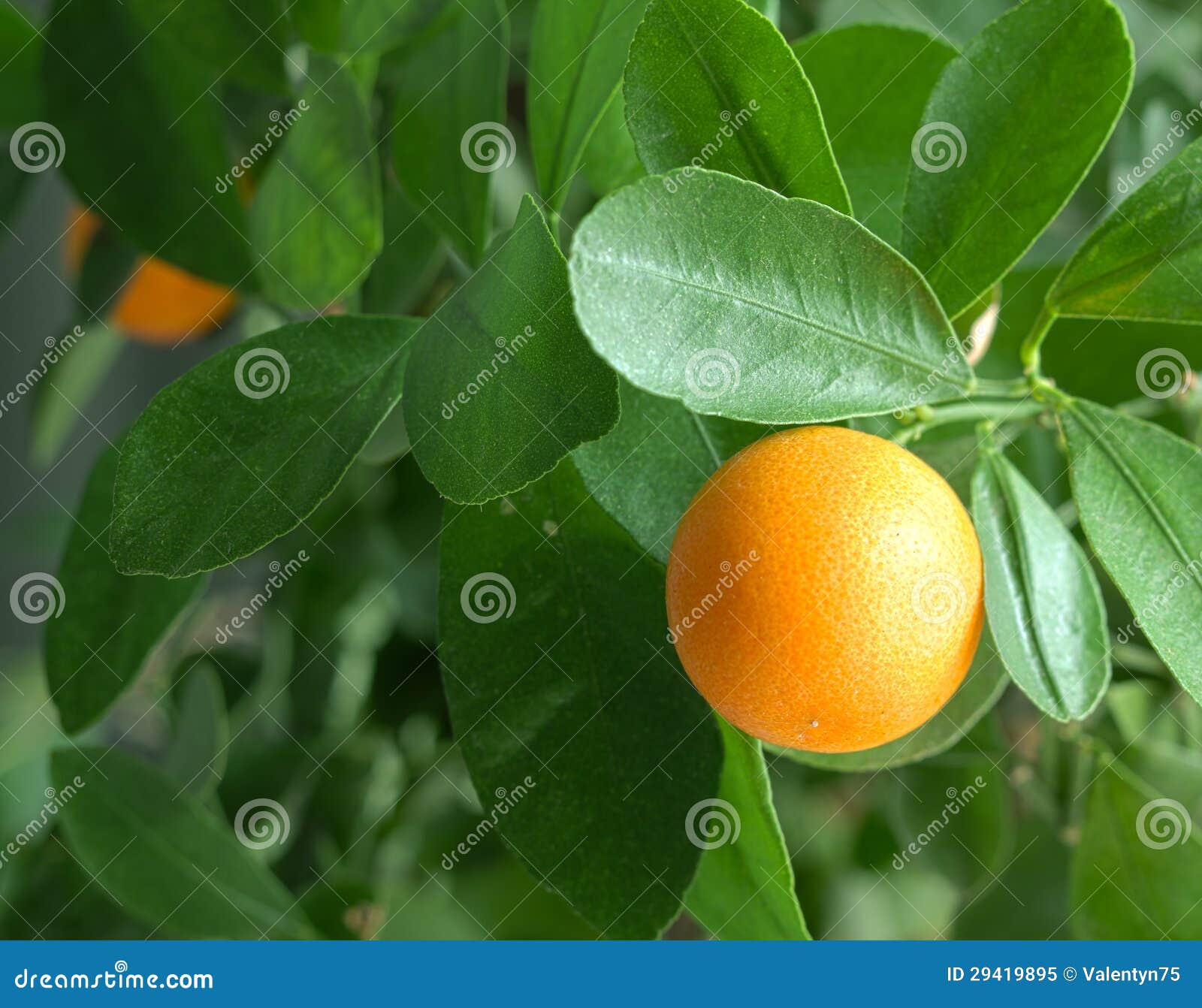 Tangerines on a Citrus Tree. Stock Image - Image of tangerine ...