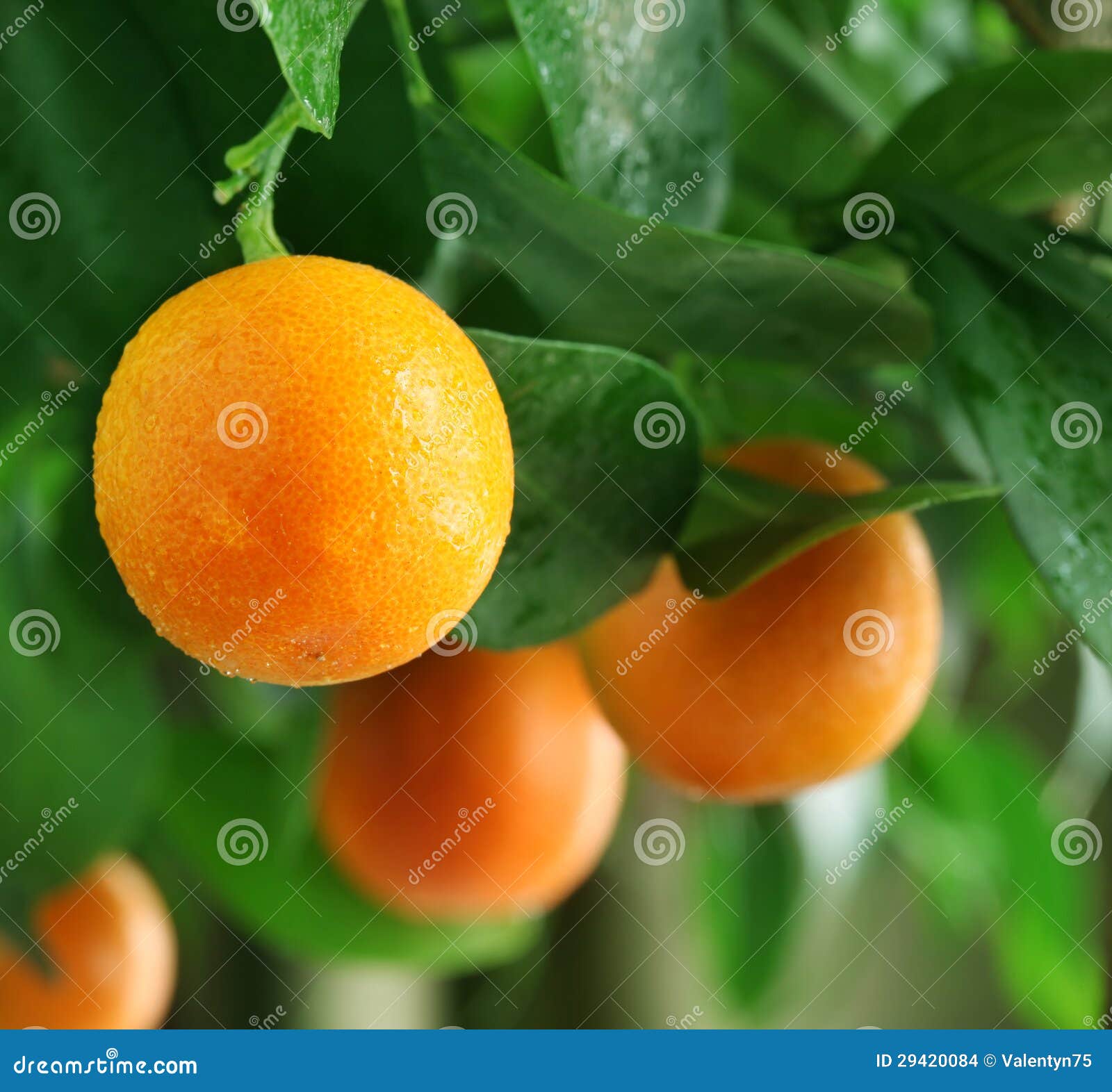 Tangerines on a Citrus Tree. Stock Photo - Image of harvest, growing ...