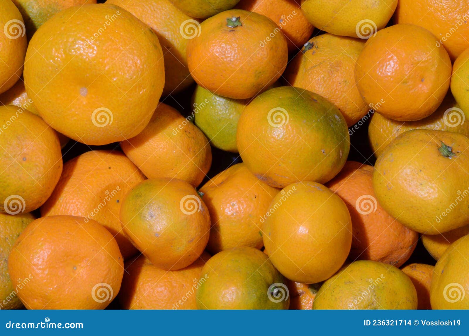 Tangerines of Different Sizes Lie Like a Background. Stock Photo ...