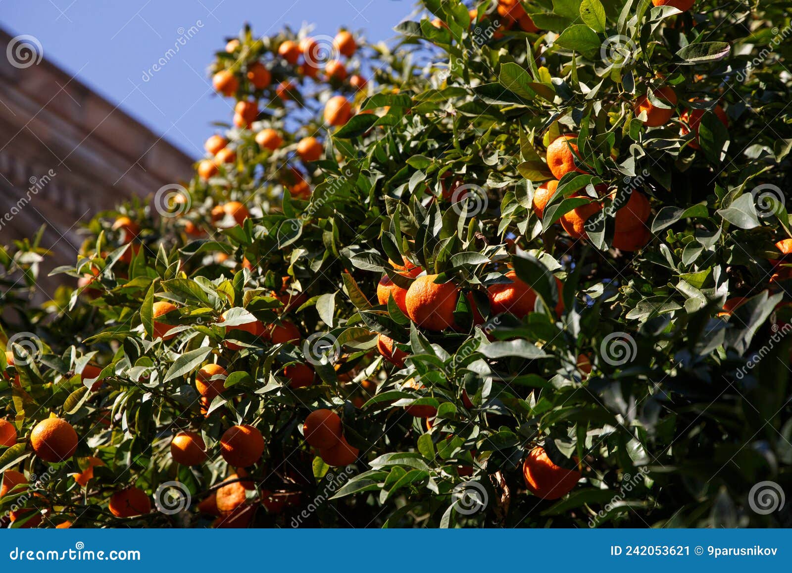 Tangerines grow on a tree stock image. Image of orchard - 242053621