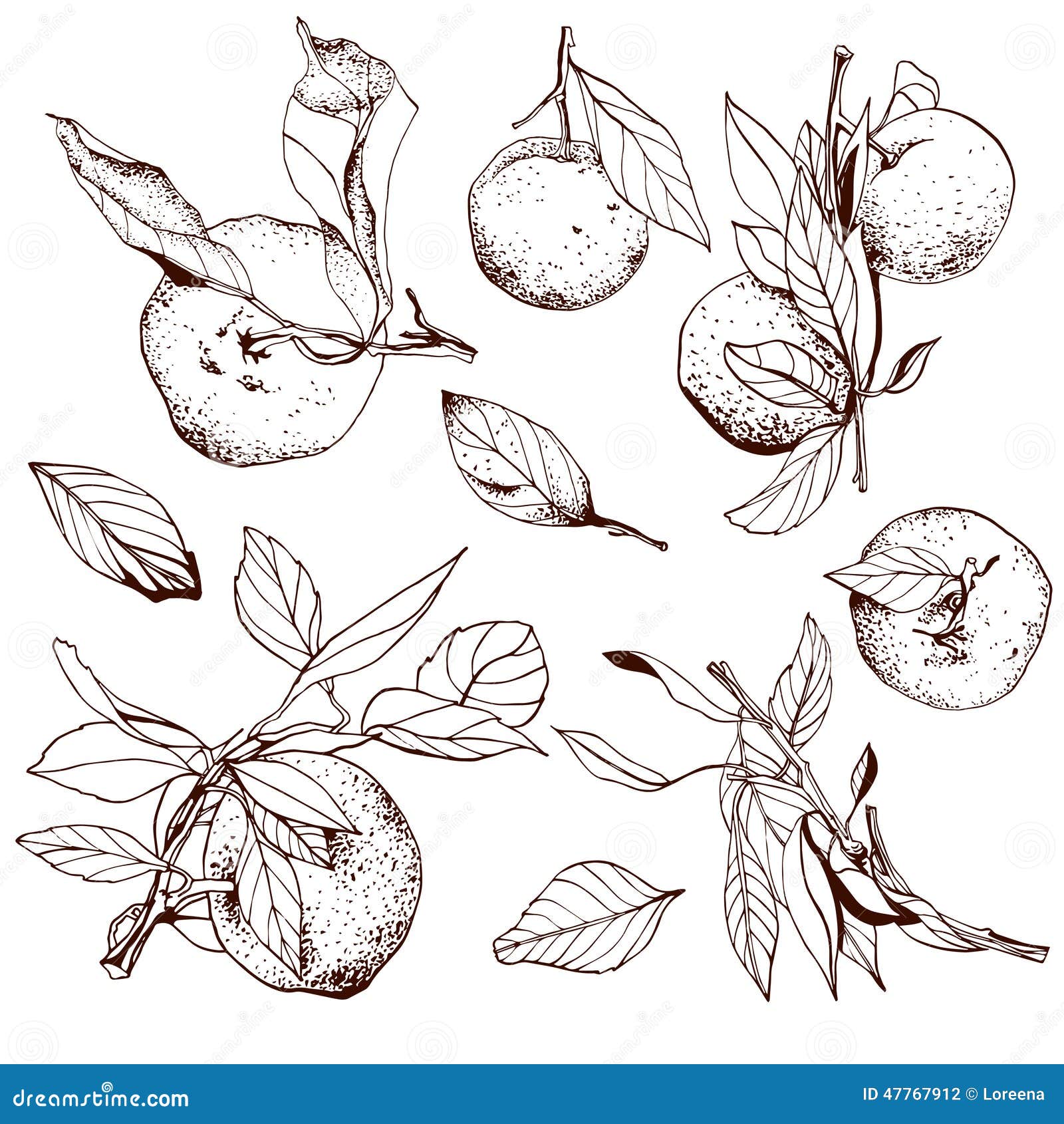 Tangerines, hand drawn set stock vector. Illustration of refreshment ...