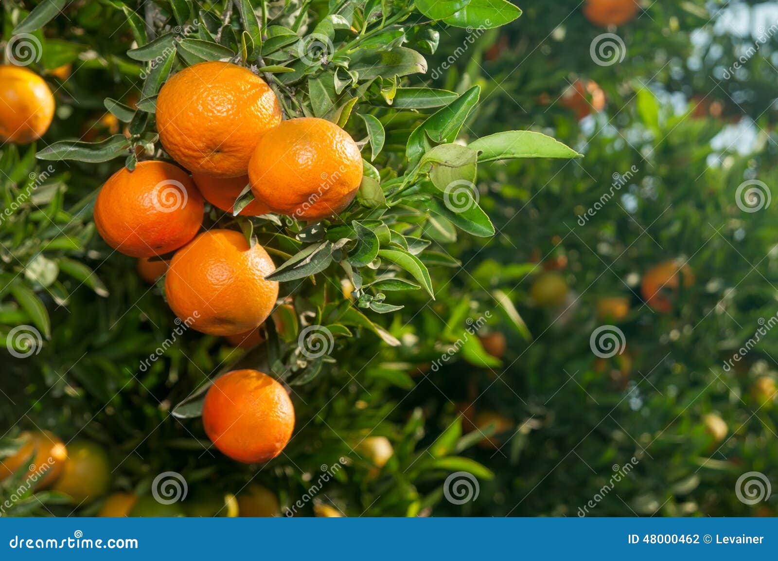 Tangerines stock photo. Image of orange, orchard, tangerine - 48000462