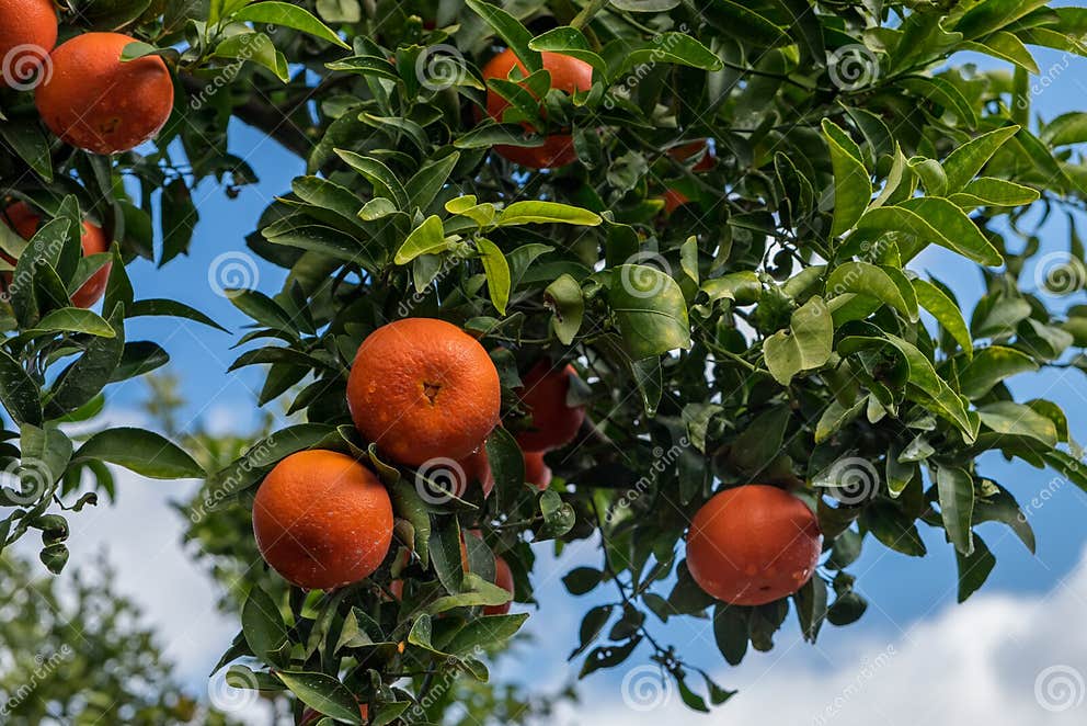 A Tangerines Spangled Tree on Blue Sky Background Stock Image - Image ...