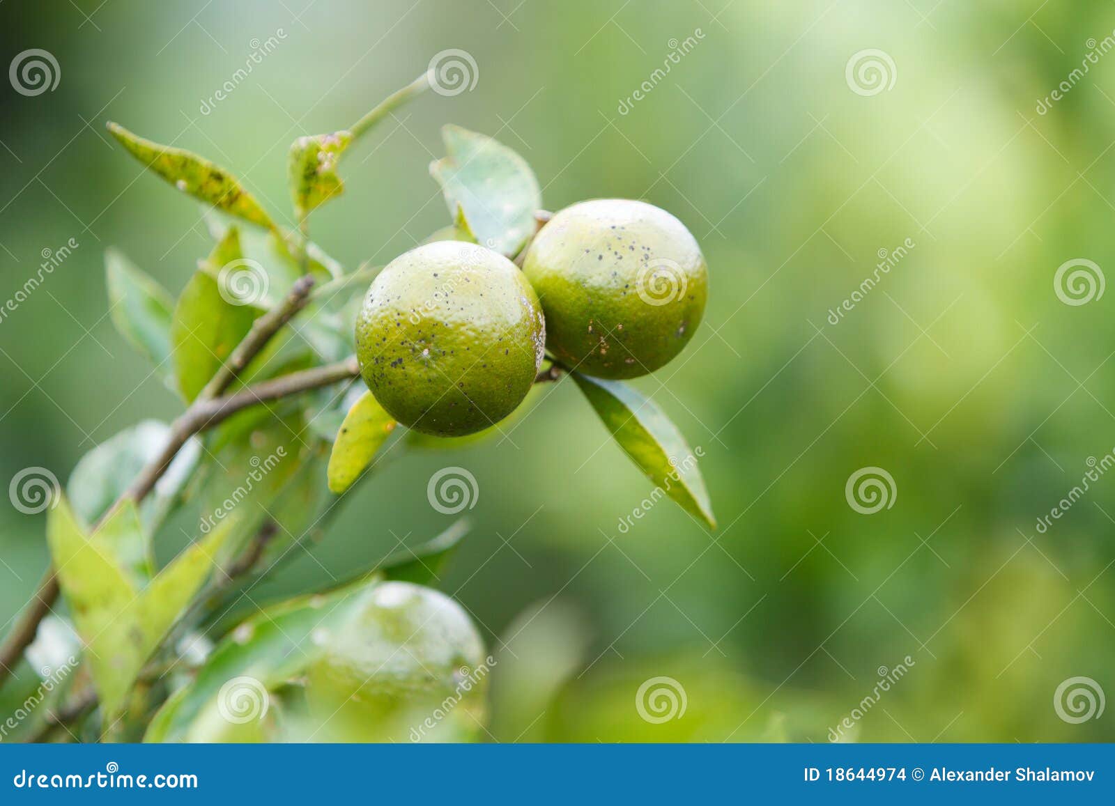 Tangerines on tree branch stock photo. Image of branch - 18644974