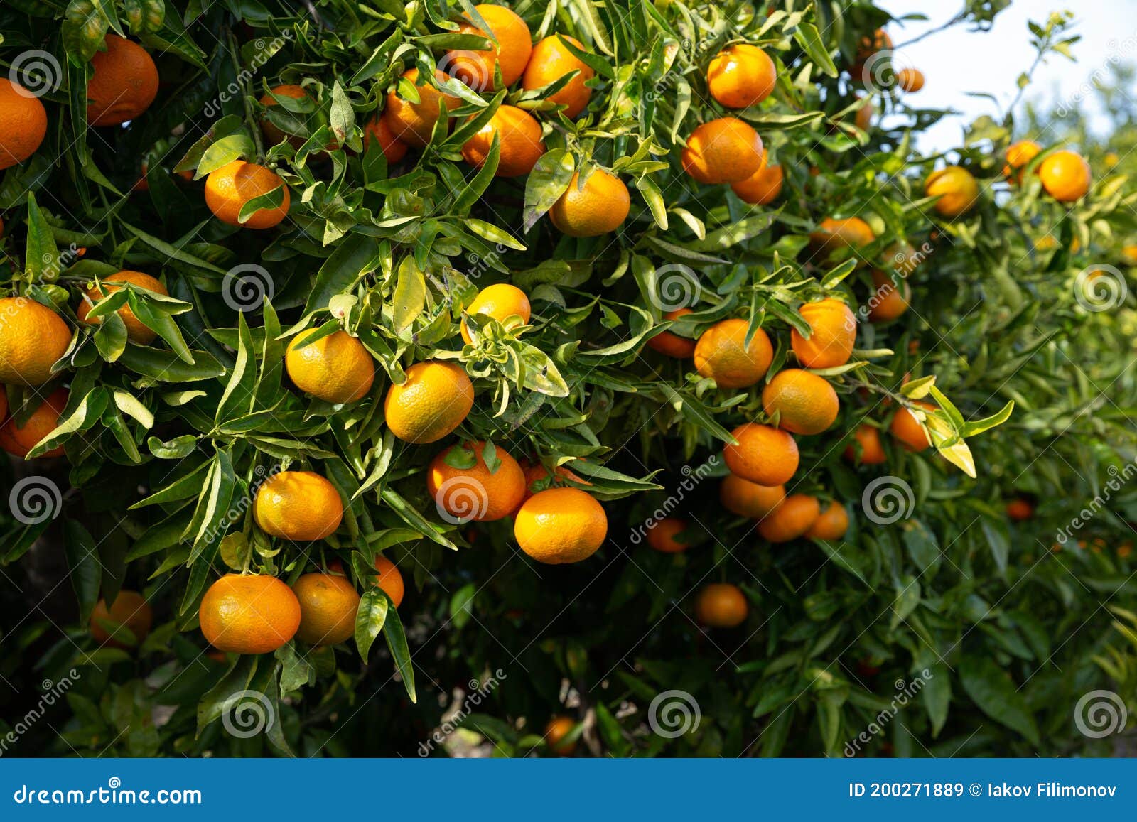 Tangerines on Tree at Plantation Stock Image - Image of botanic, crop ...