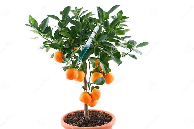 Tangerines Tree with Toxic Syringe Stock Photo - Image of pruning ...