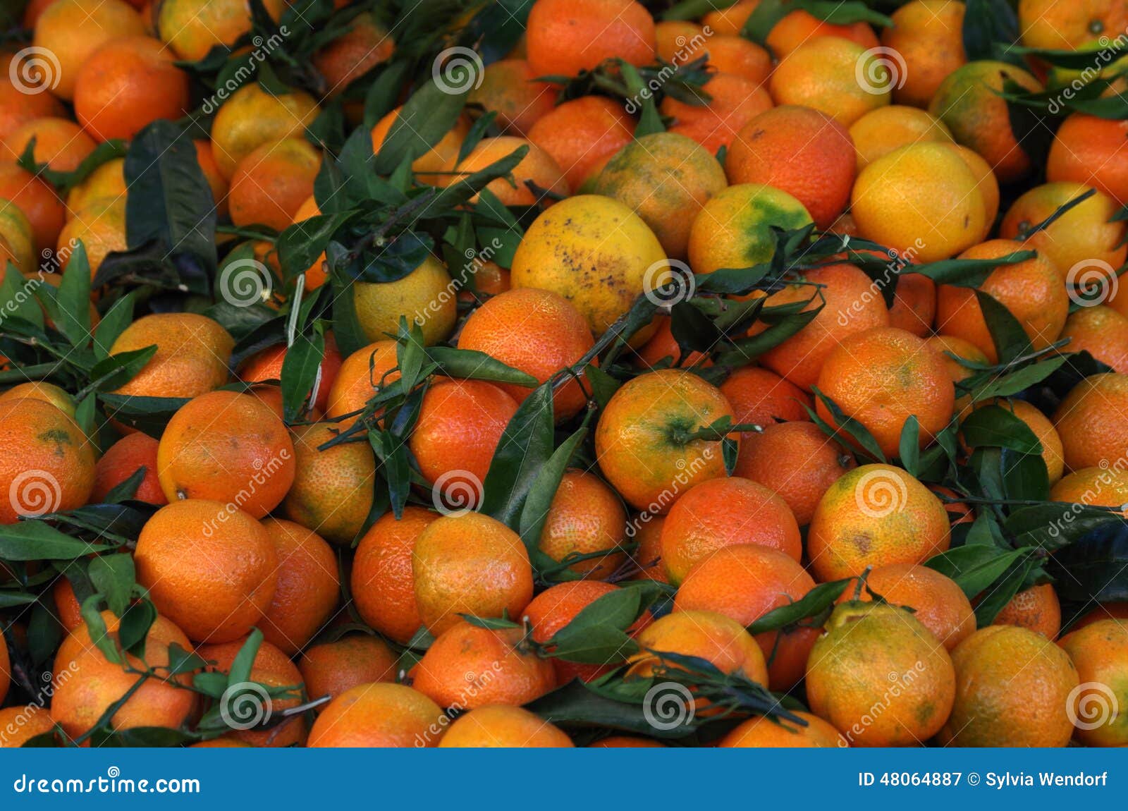 Tangerinis Photos - Free & Royalty-Free Stock Photos from Dreamstime