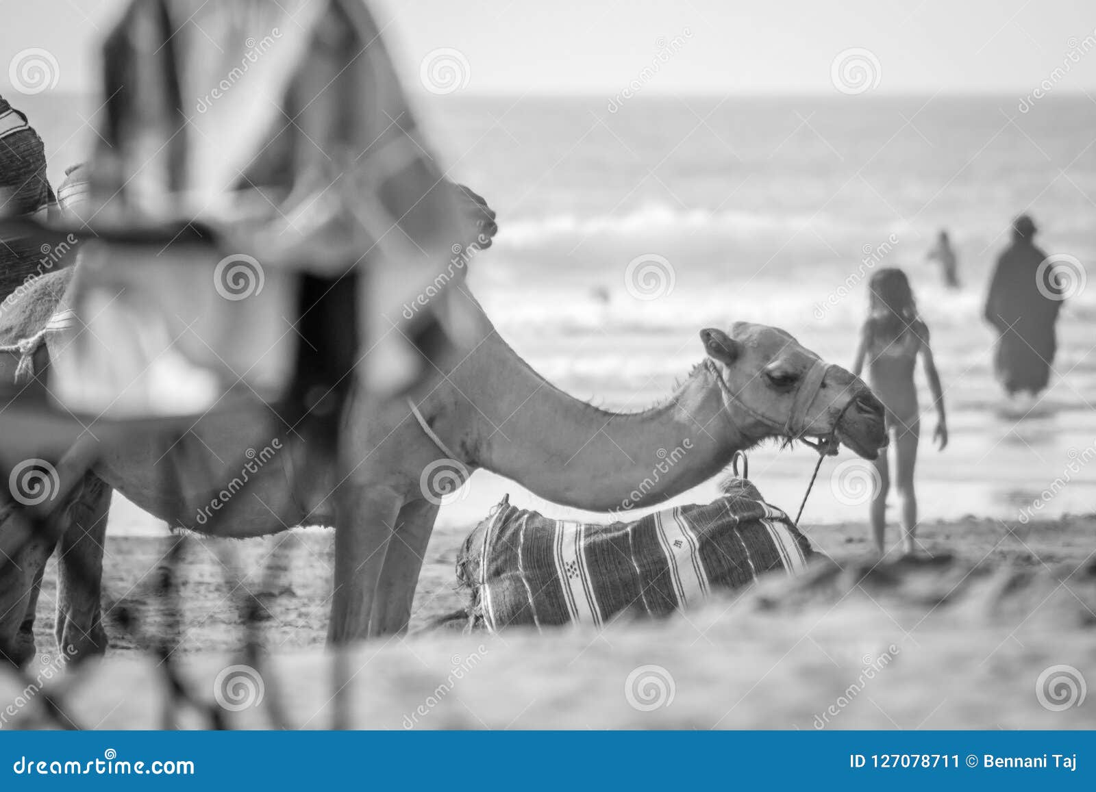 Tangier Camel Beach and Waves and Rocks Editorial Photo - Image of ...