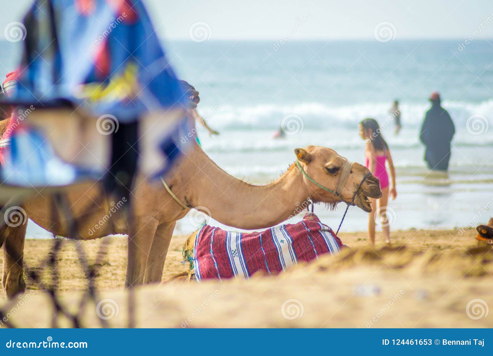 Tangier Camel Beach and Waves and Rocks Stock Image - Image of relax ...