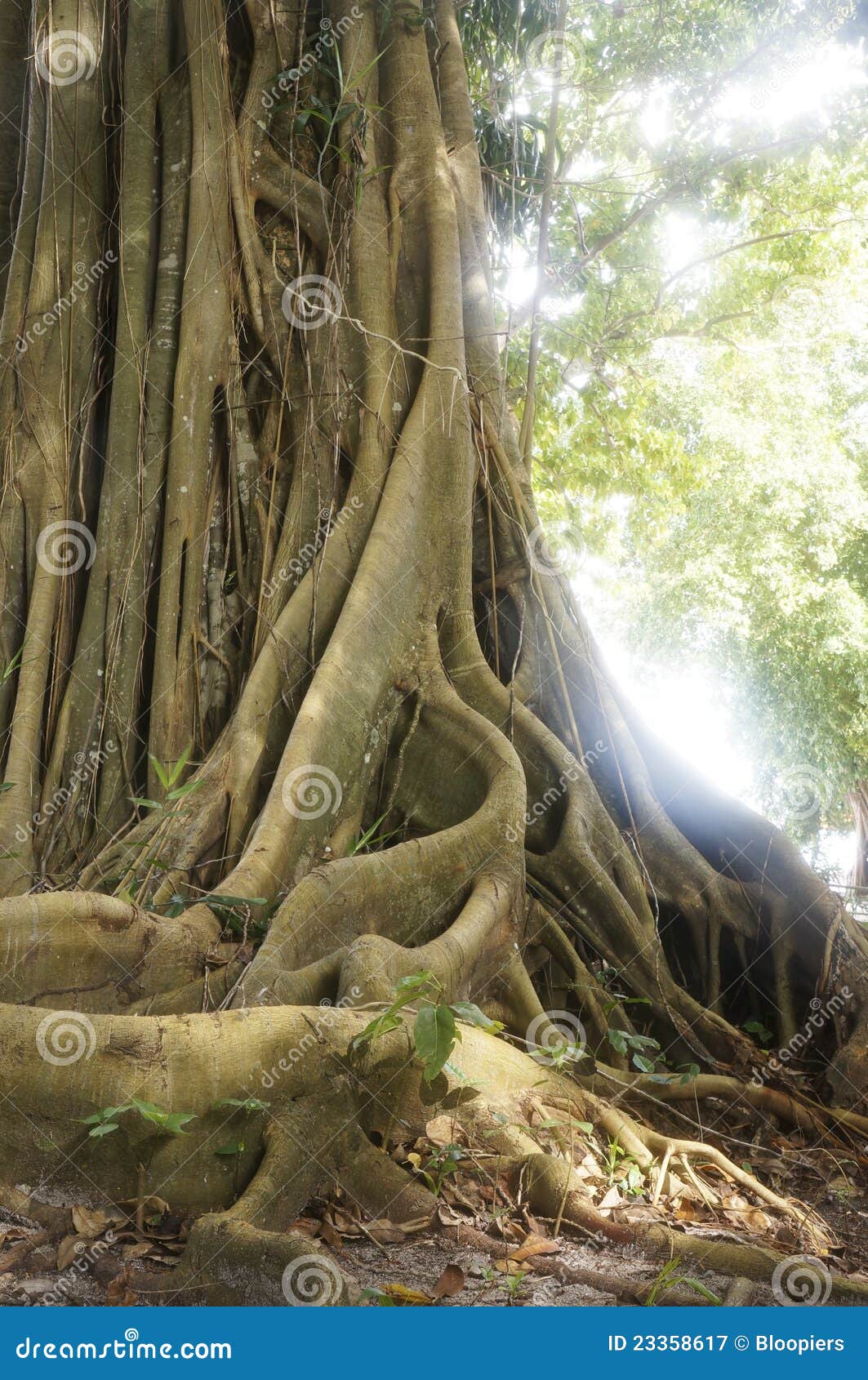 Tangle stock image. Image of forest, tree, tropical, ficus - 23358617