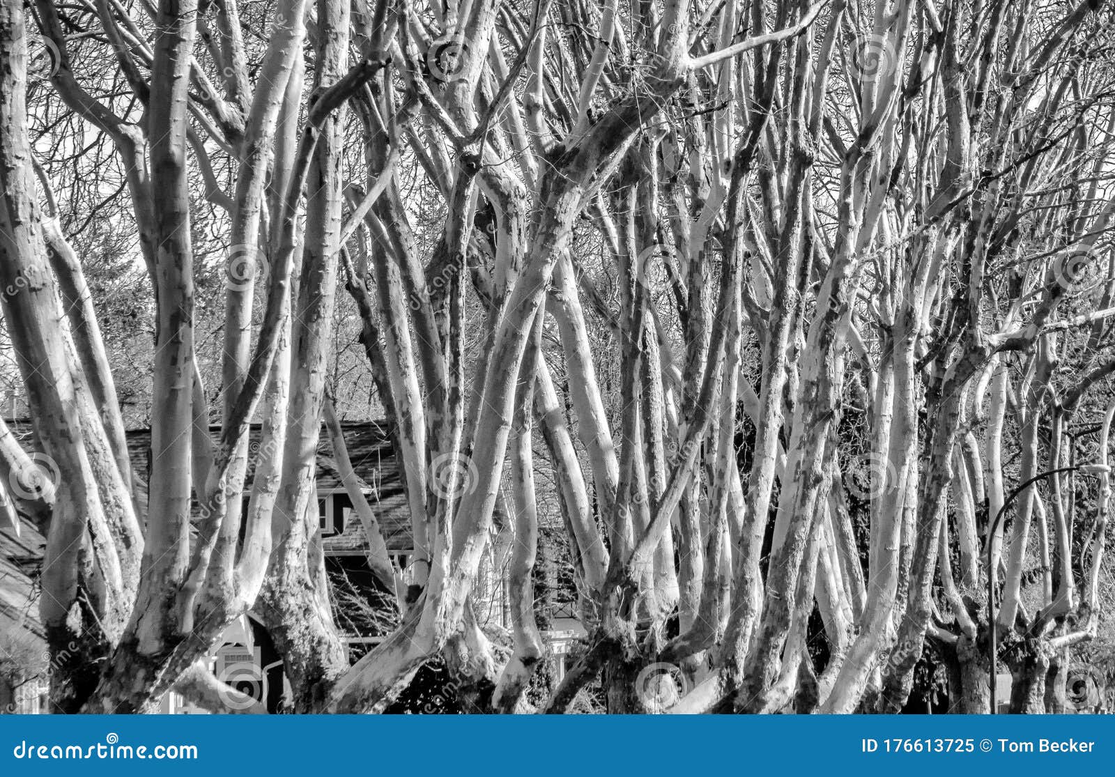 A Tangle of Branches Form a Rhythmic Pattern in Early Spring Stock ...