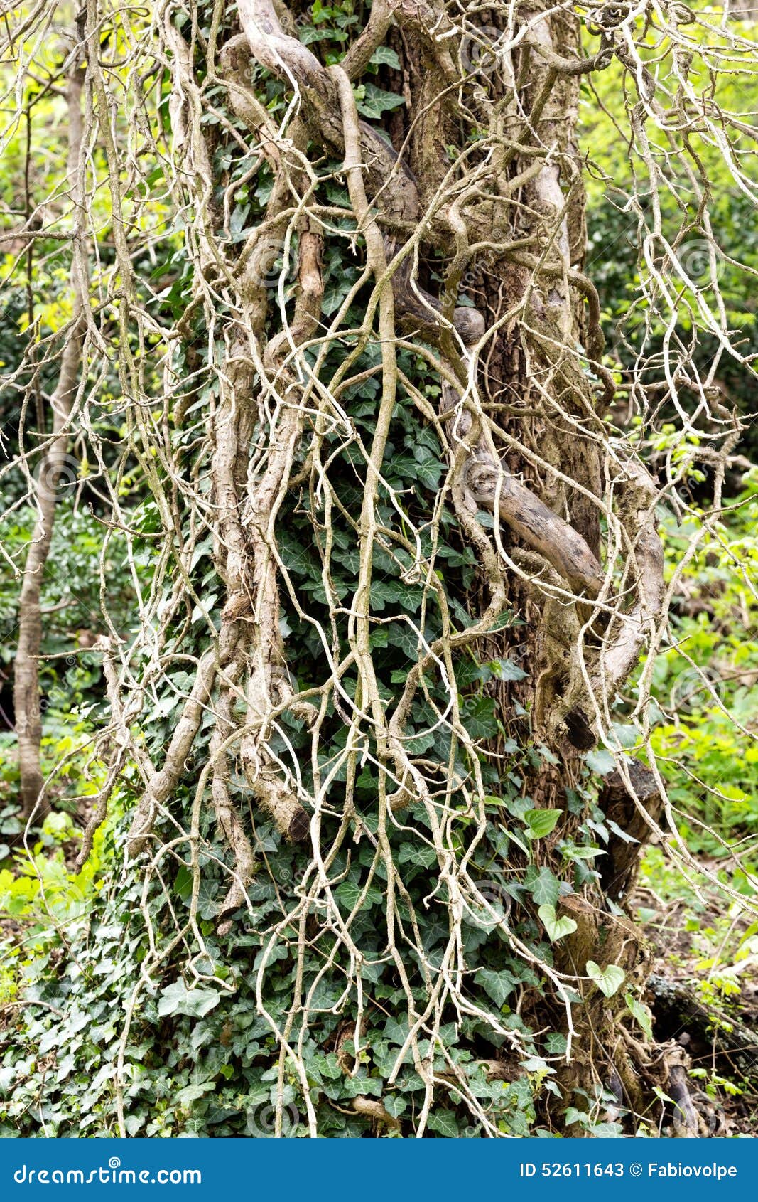Tangle of branches stock image. Image of texture, ecology - 52611643