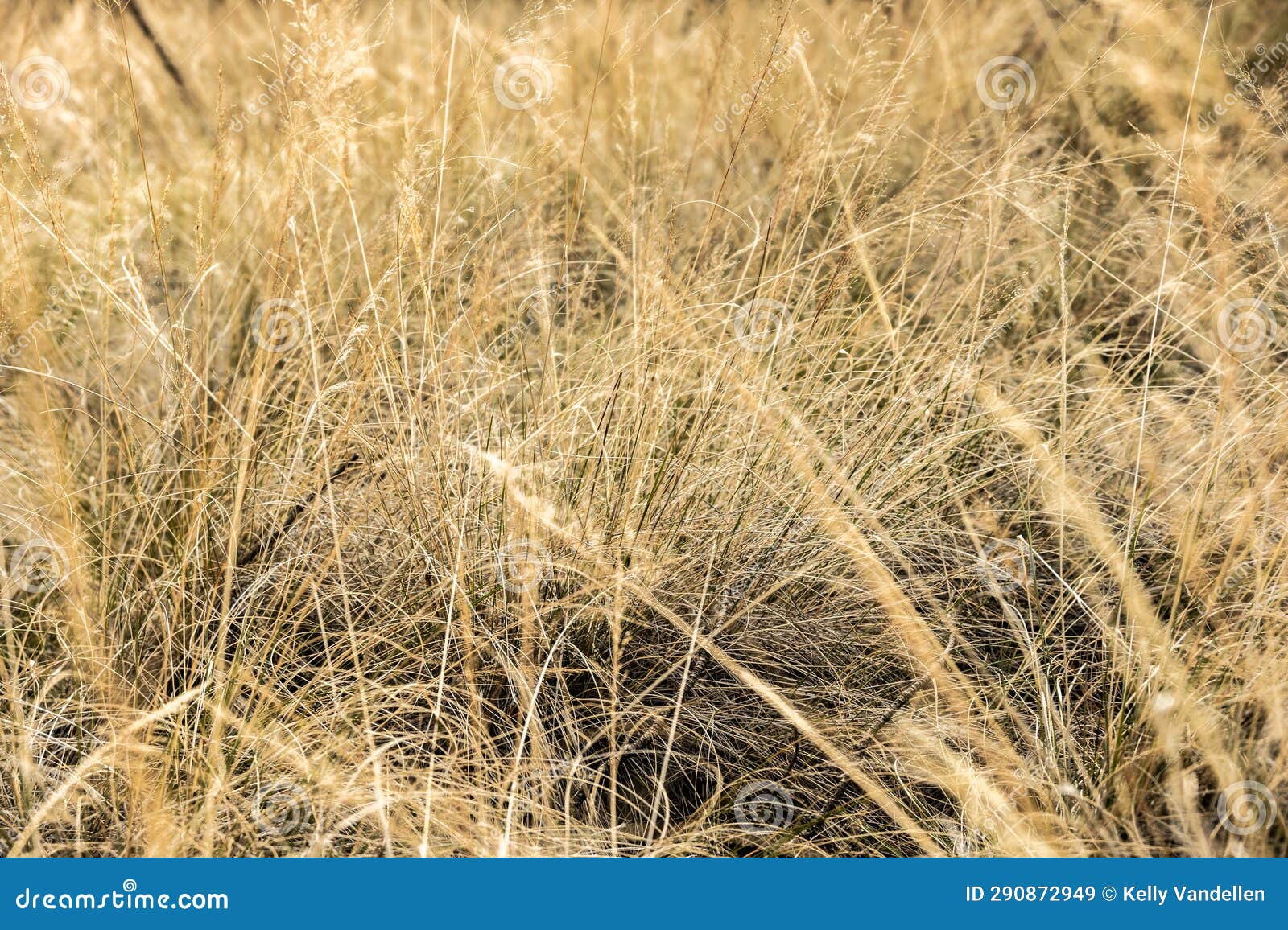 Tangle of Dried Grasses in Big Bend Stock Image - Image of flora, brown ...