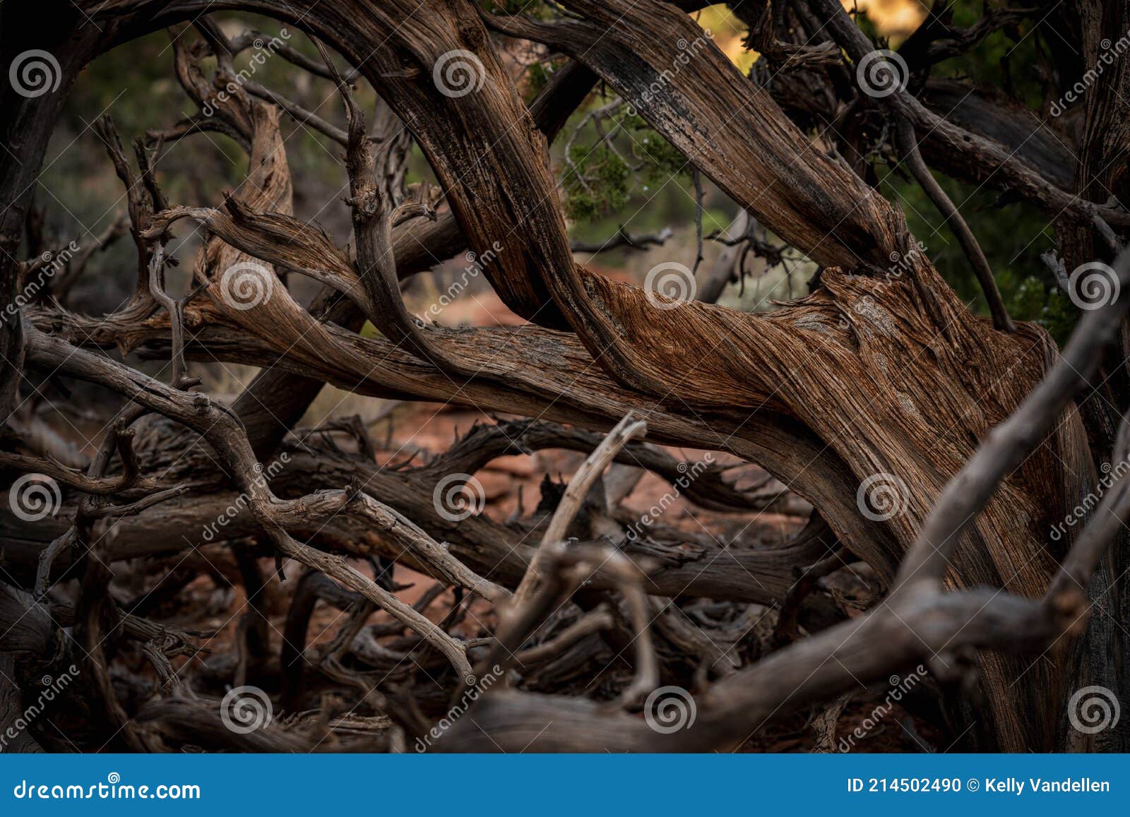 Tangle of Dry Branches in Desert Stock Photo - Image of wilderness ...