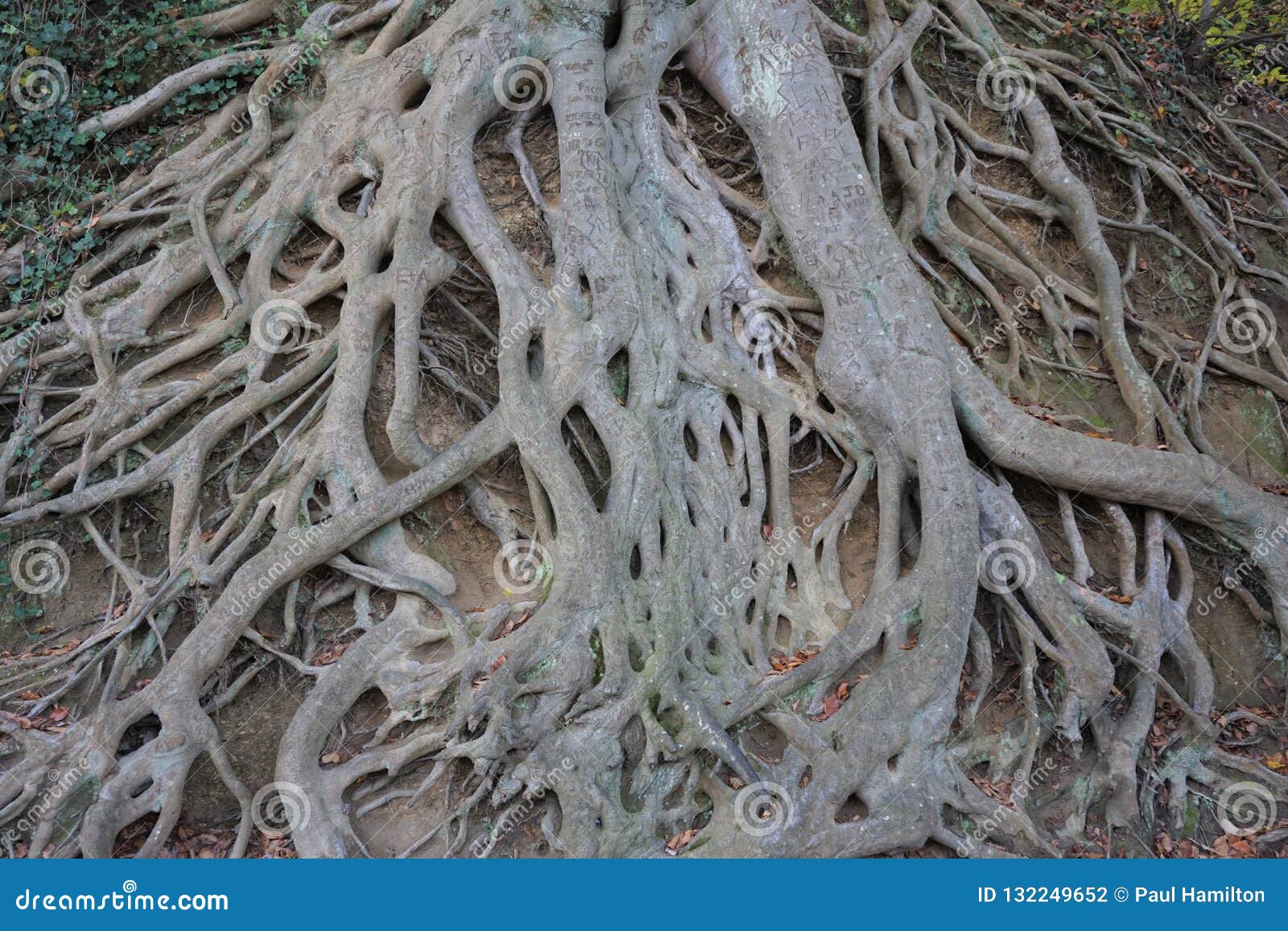 Exposed Tree Roots Due To Soil Erosion Stock Photography ... Exposed Tree Roots Due To Soil Erosion Stock Photography ...