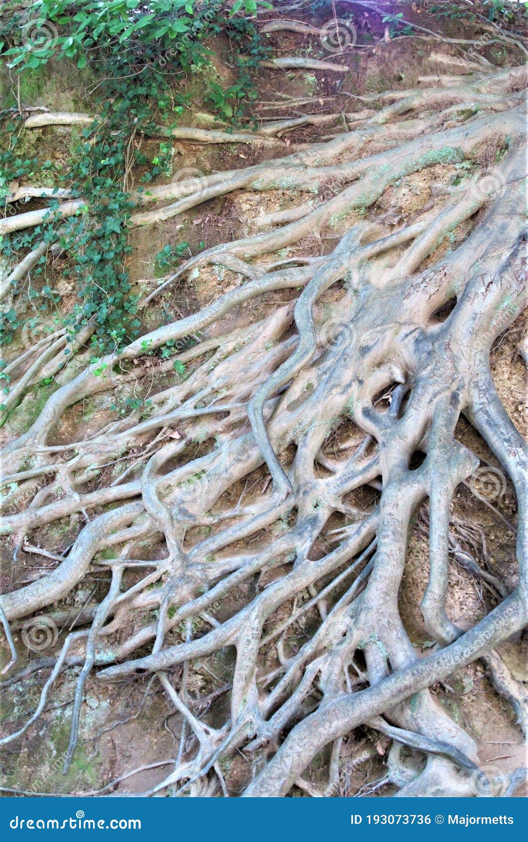 Tangle of Gray Exposed Tree Roots, Vertical Stock Photo - Image of ... Tangle of Gray Exposed Tree Roots, Vertical Stock Photo - Image of ...