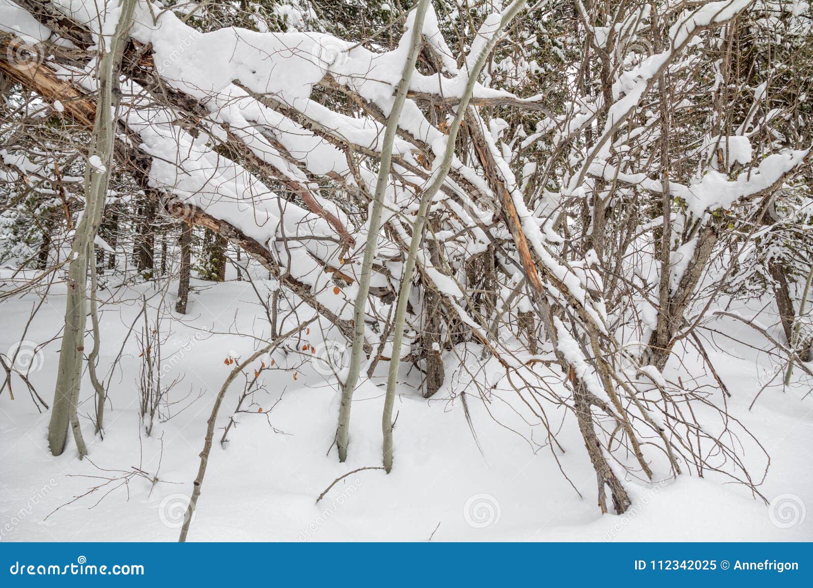 Tangle of Limbs: Tree Trunks and Branches Laden with Snow Stock Image ...