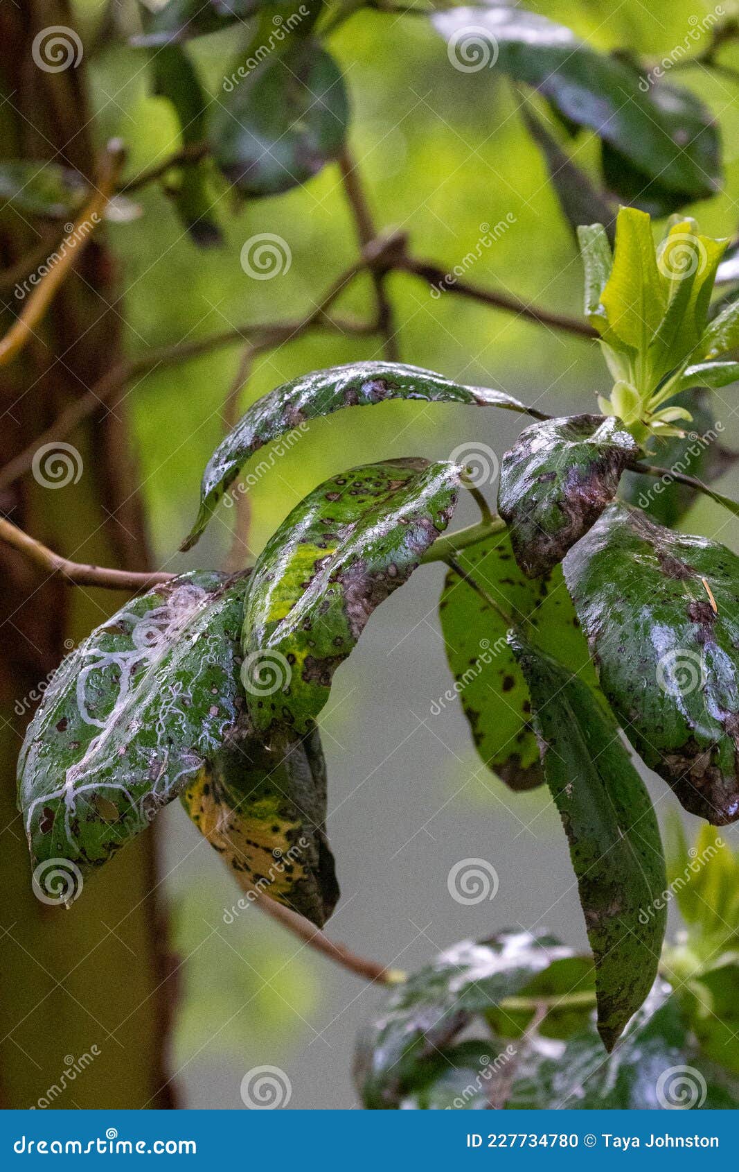 Tangle of Madrone Branches with Withering Leaves Stock Photo - Image of ...