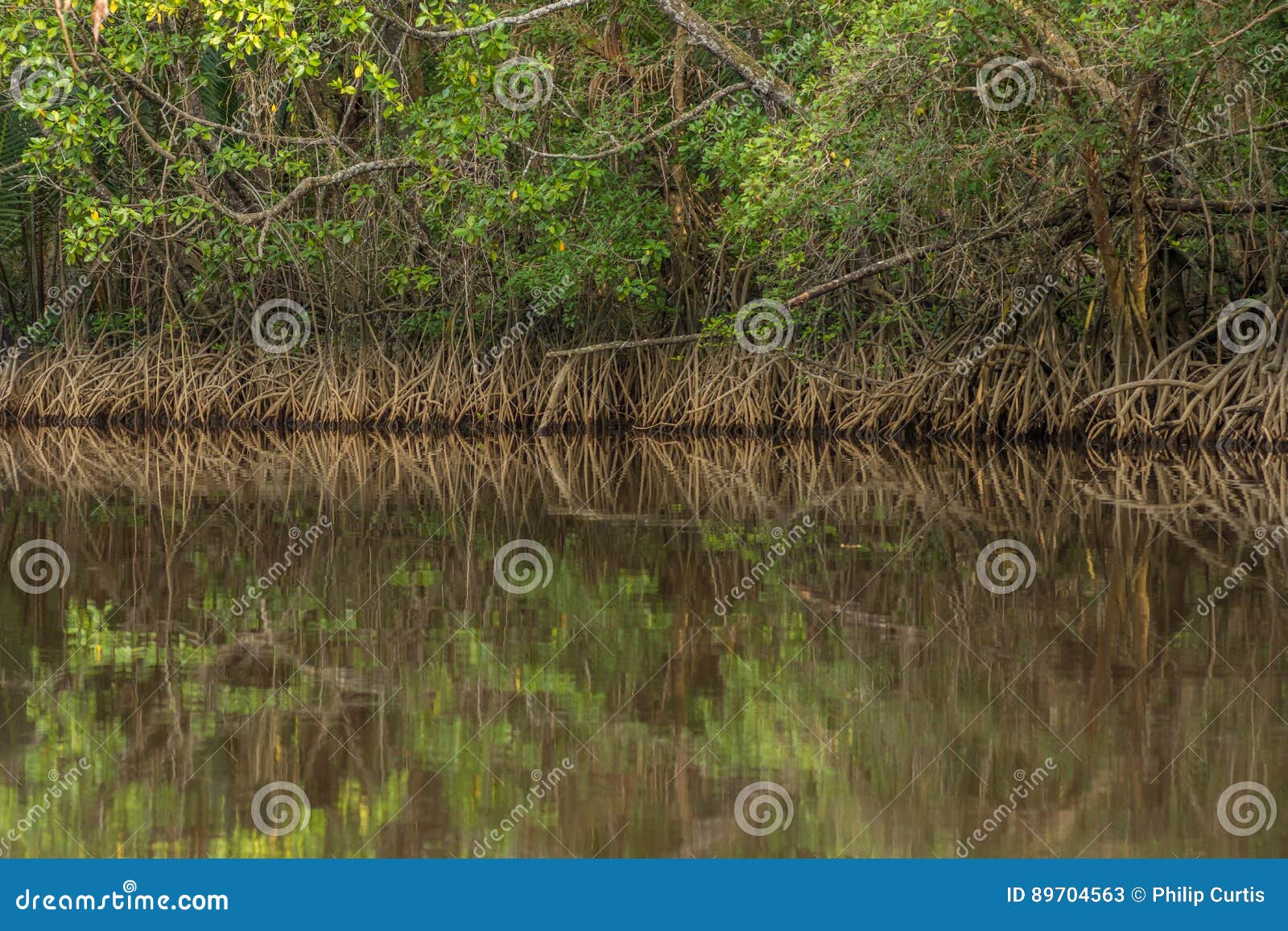 Tangle of Mangrove Tree Roots and Branches Growing in To a Calm Stock ...