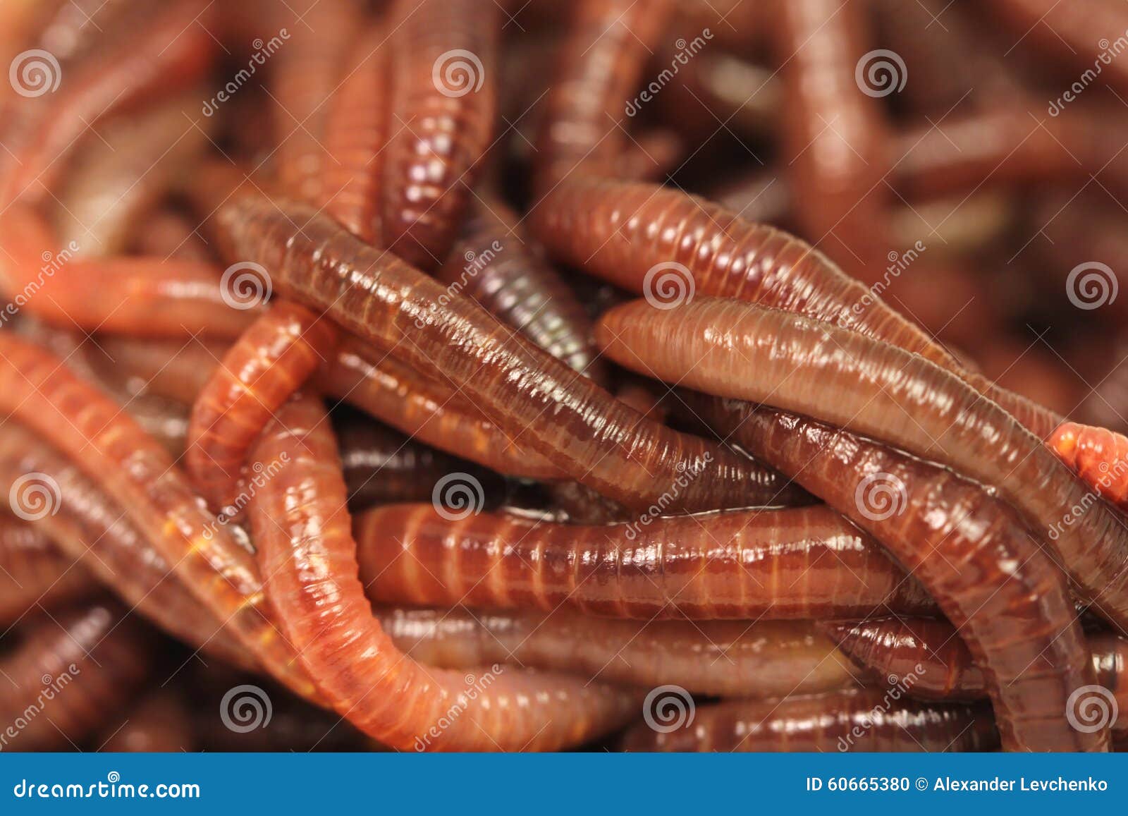 A tangle of red earthworms stock photo. Image of dung - 60665380