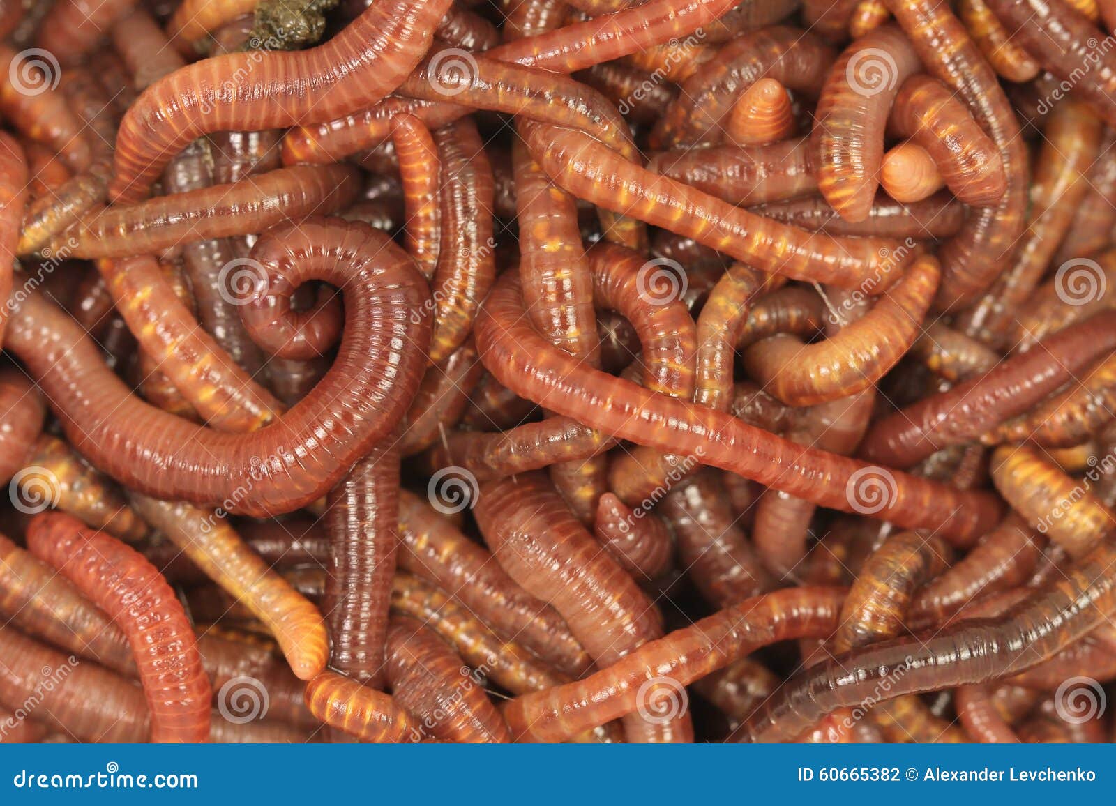 A Tangle of Red Manure Worms Stock Photo - Image of close, colony: 60665382