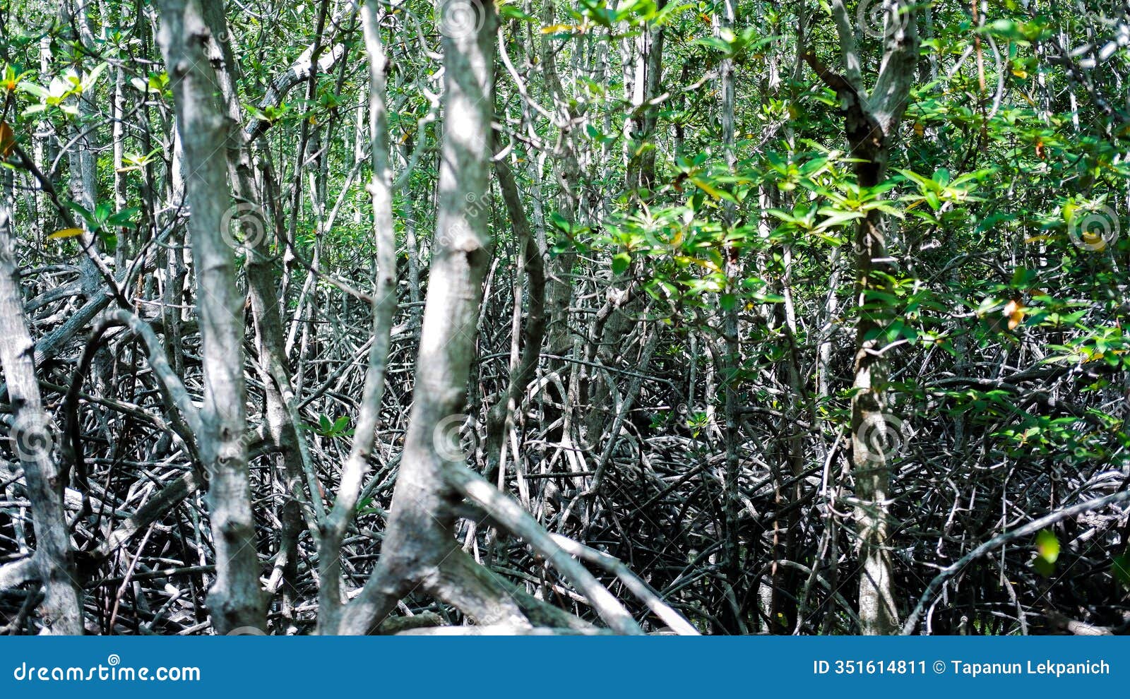 Tangle of Rhizophora Roots stock image. Image of environment - 351614811