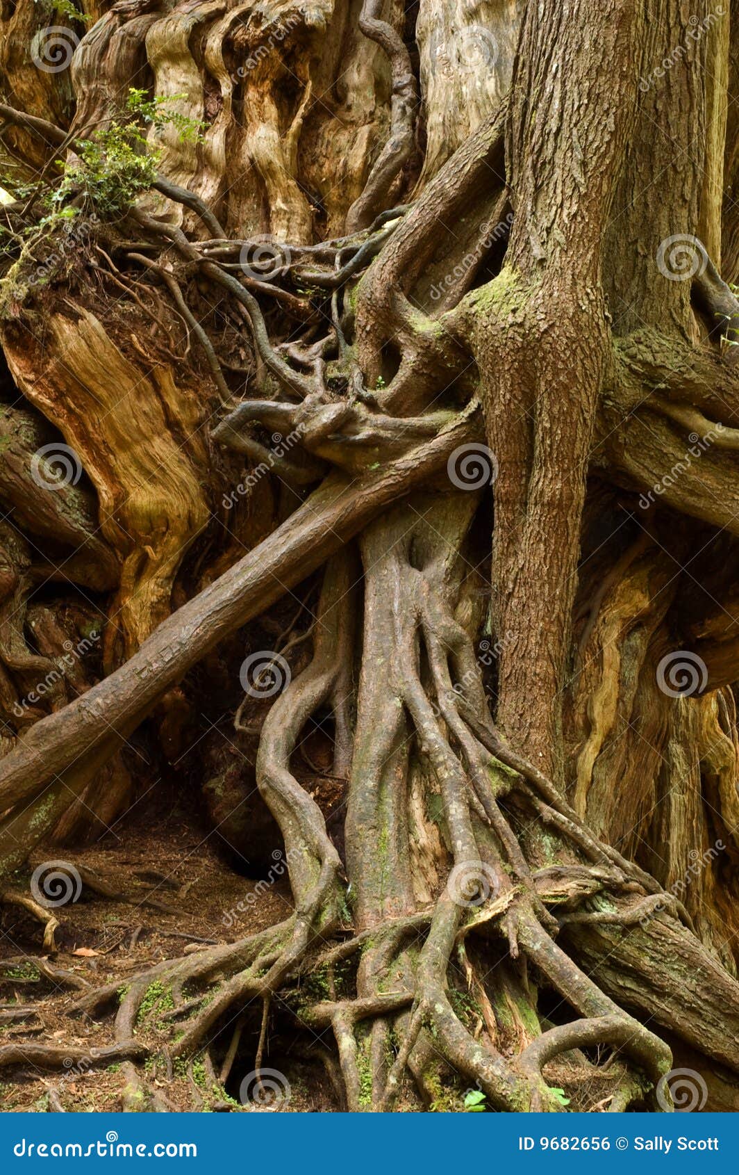 Tangle of roots stock photo. Image of weathered, forest - 9682656