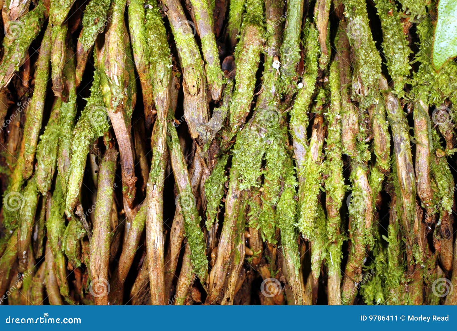 Tangle of roots stock image. Image of amazon, root, tropical - 9786411