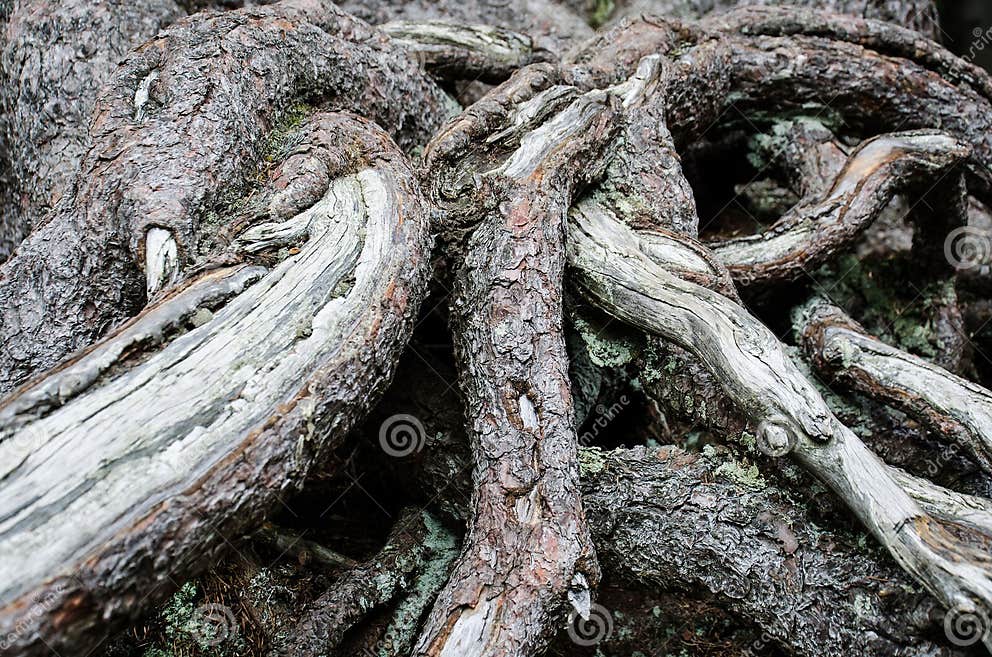 Tangle of roots stock photo. Image of snarl, lichen, background - 76864900
