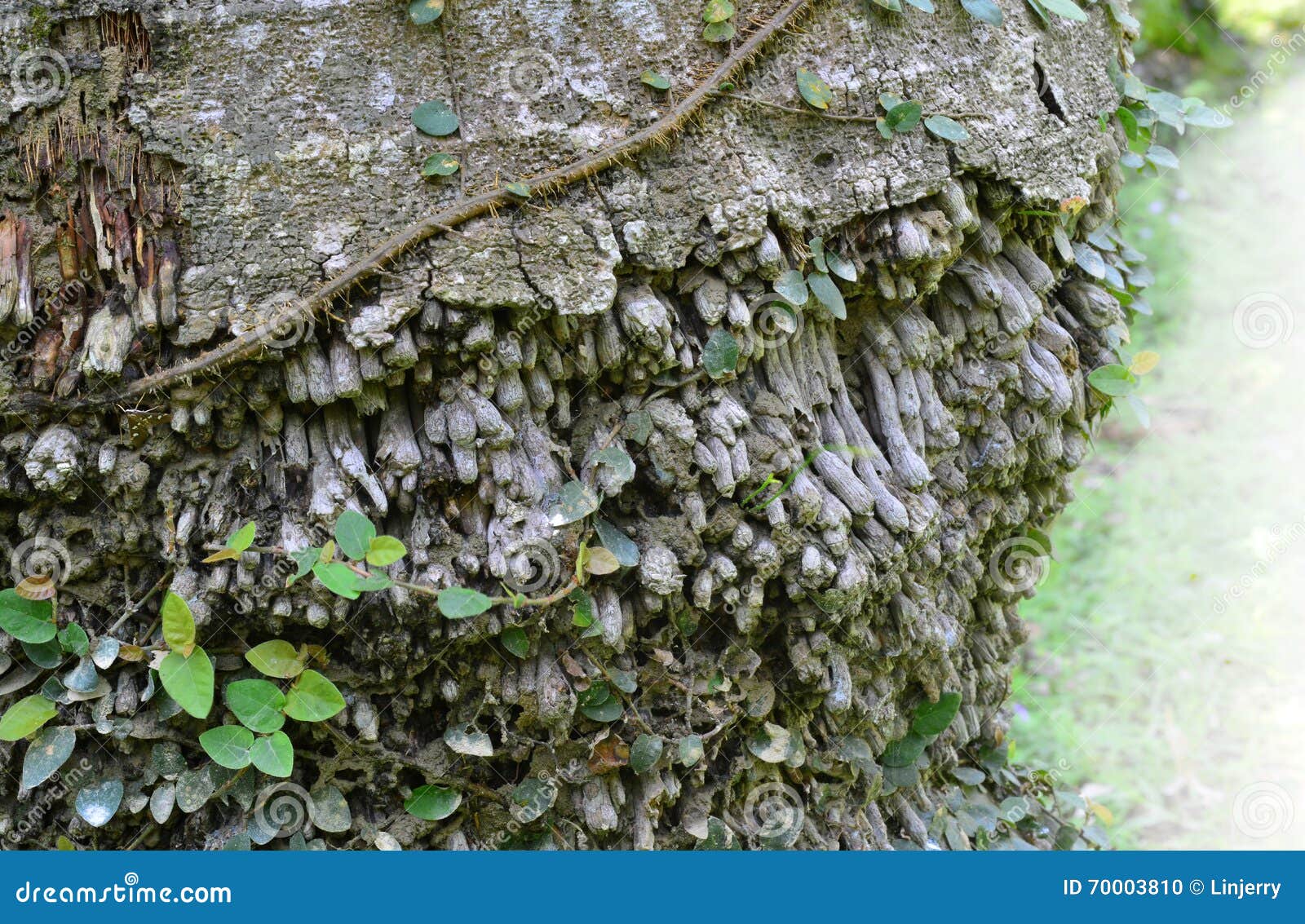 Tangle of Roots at the Base of a Palm Trunk Stock Photo - Image of ...