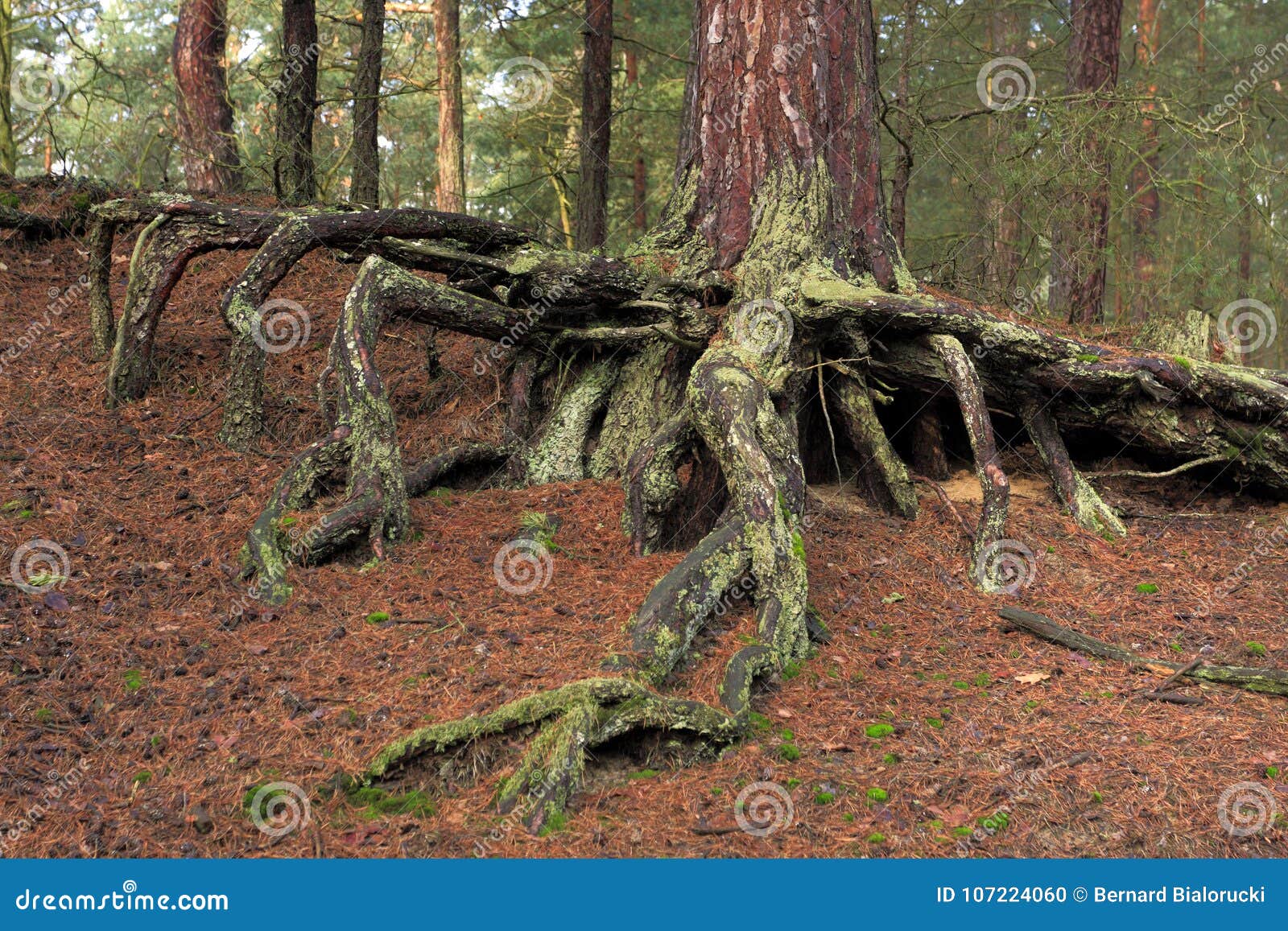 Tangle of Roots of a Tree in a Natural Forest Stock Photo - Image of ... Tangle of Roots of a Tree in a Natural Forest Stock Photo - Image of ...