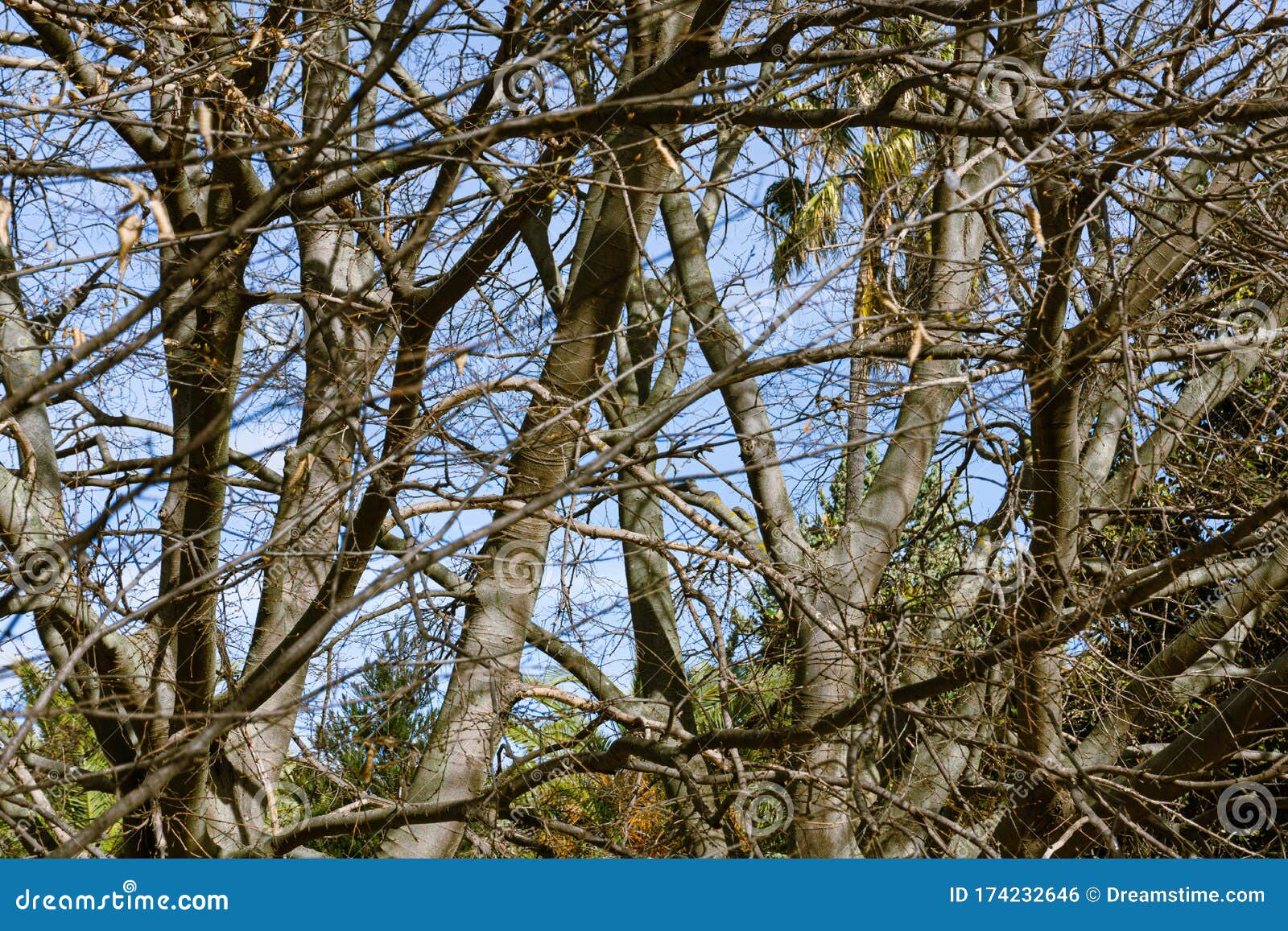 Tangle of tree branches stock photo. Image of leaf, wood - 174232646