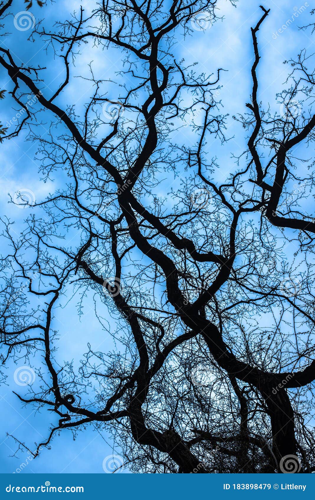 Tangle of Tree Branches Blue Sky Stock Image - Image of background ...