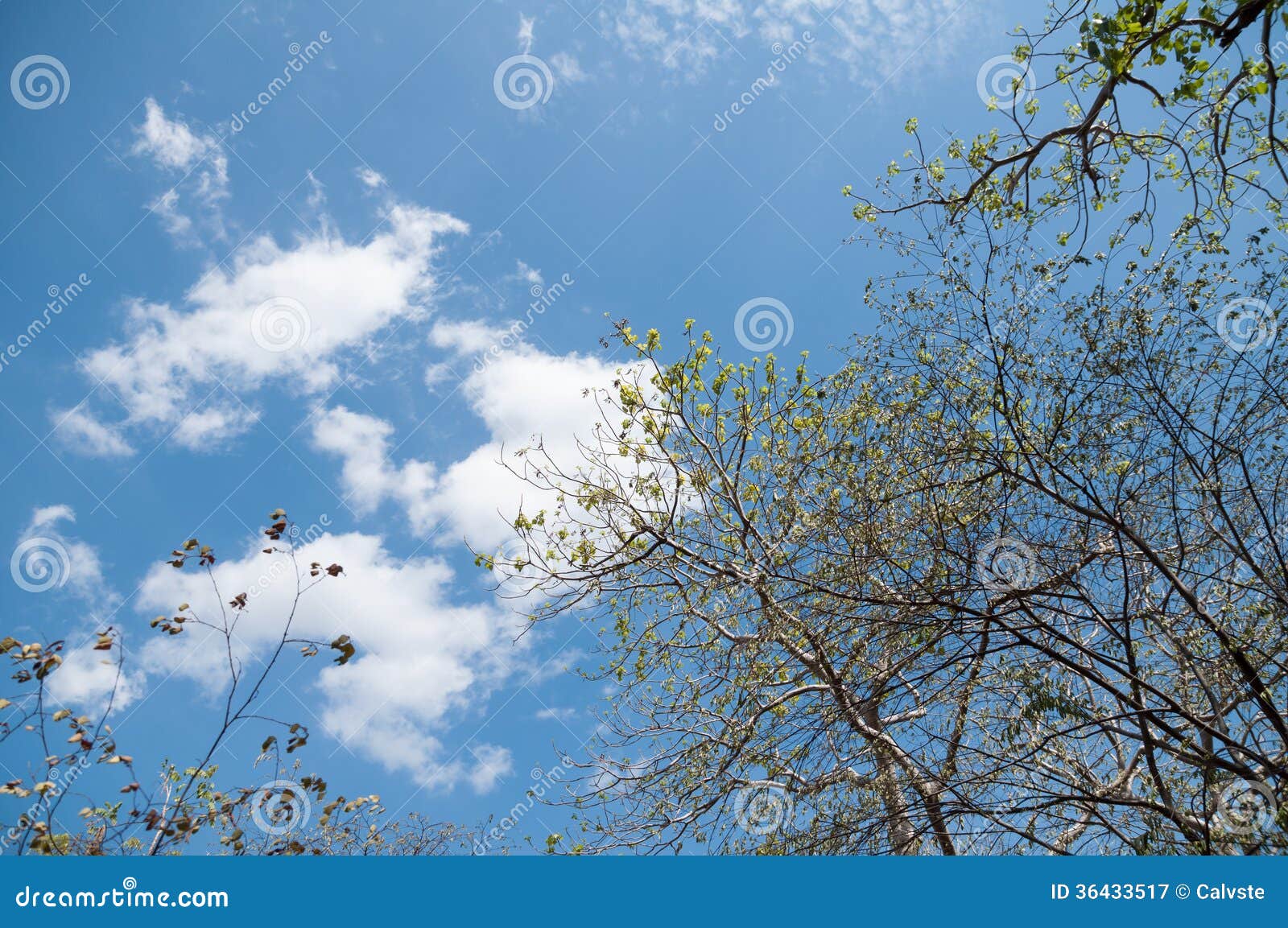 Tangle of Tree Branches with Cloud on a Windy Day Stock Image - Image ...