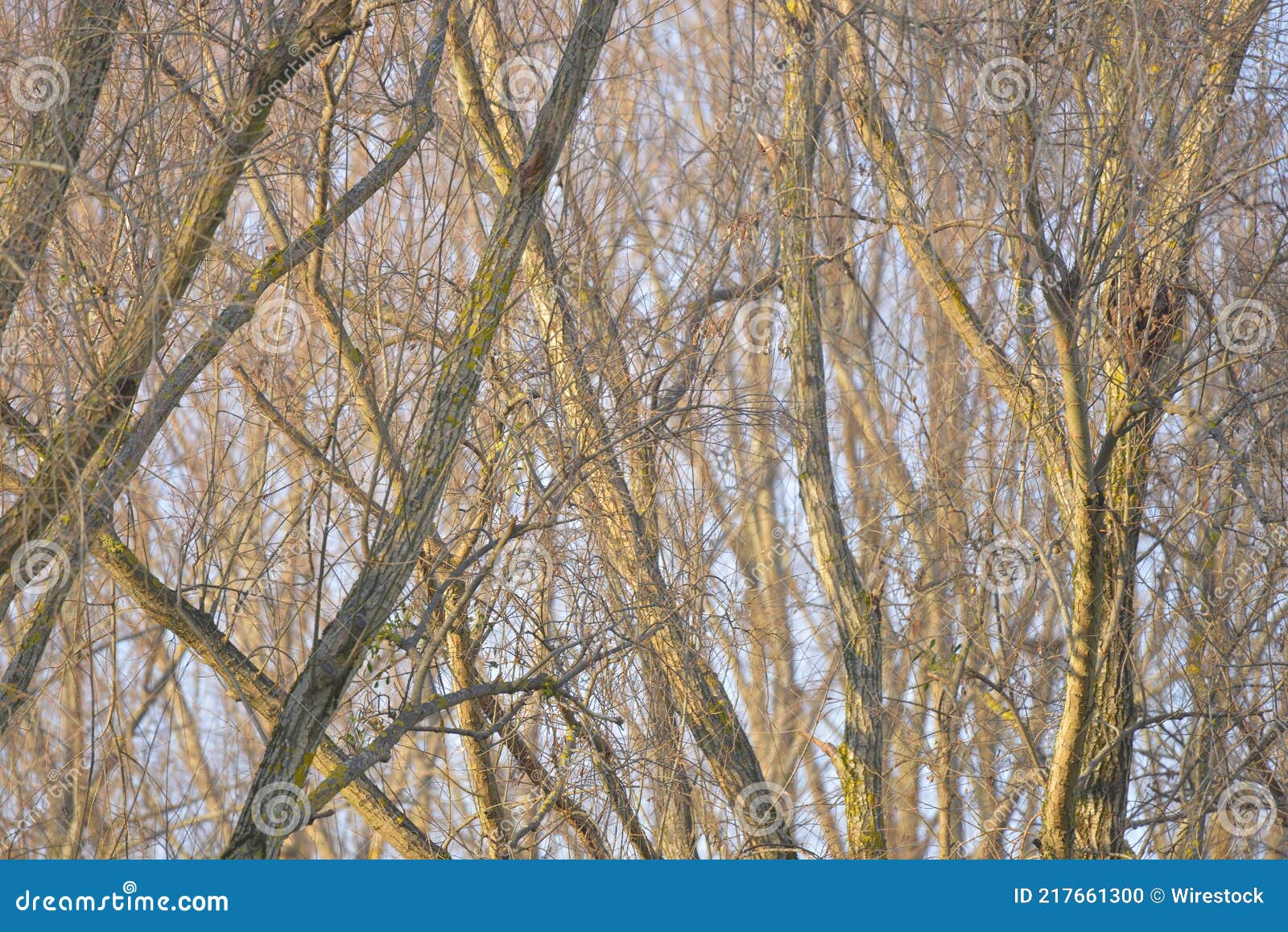 Tangle of Tree Branches with Sunny Warm Colors Stock Photo - Image of ...