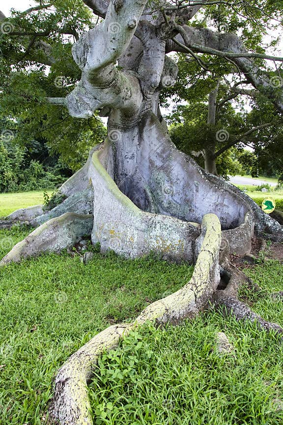 Tangle of tree stock photo. Image of tropical, banyon - 40320922