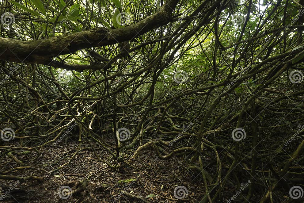 Tangle trees background stock photo. Image of background - 40844292