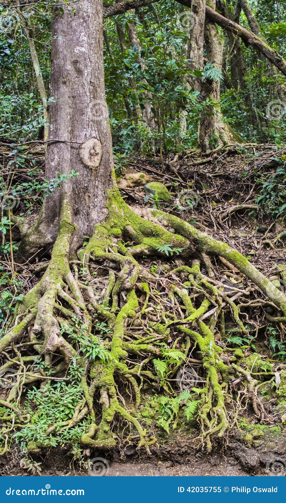 Tangle Of Exposed Tree Roots Royalty-Free Stock Image | CartoonDealer ... Tangle Of Exposed Tree Roots Royalty-Free Stock Image | CartoonDealer ...