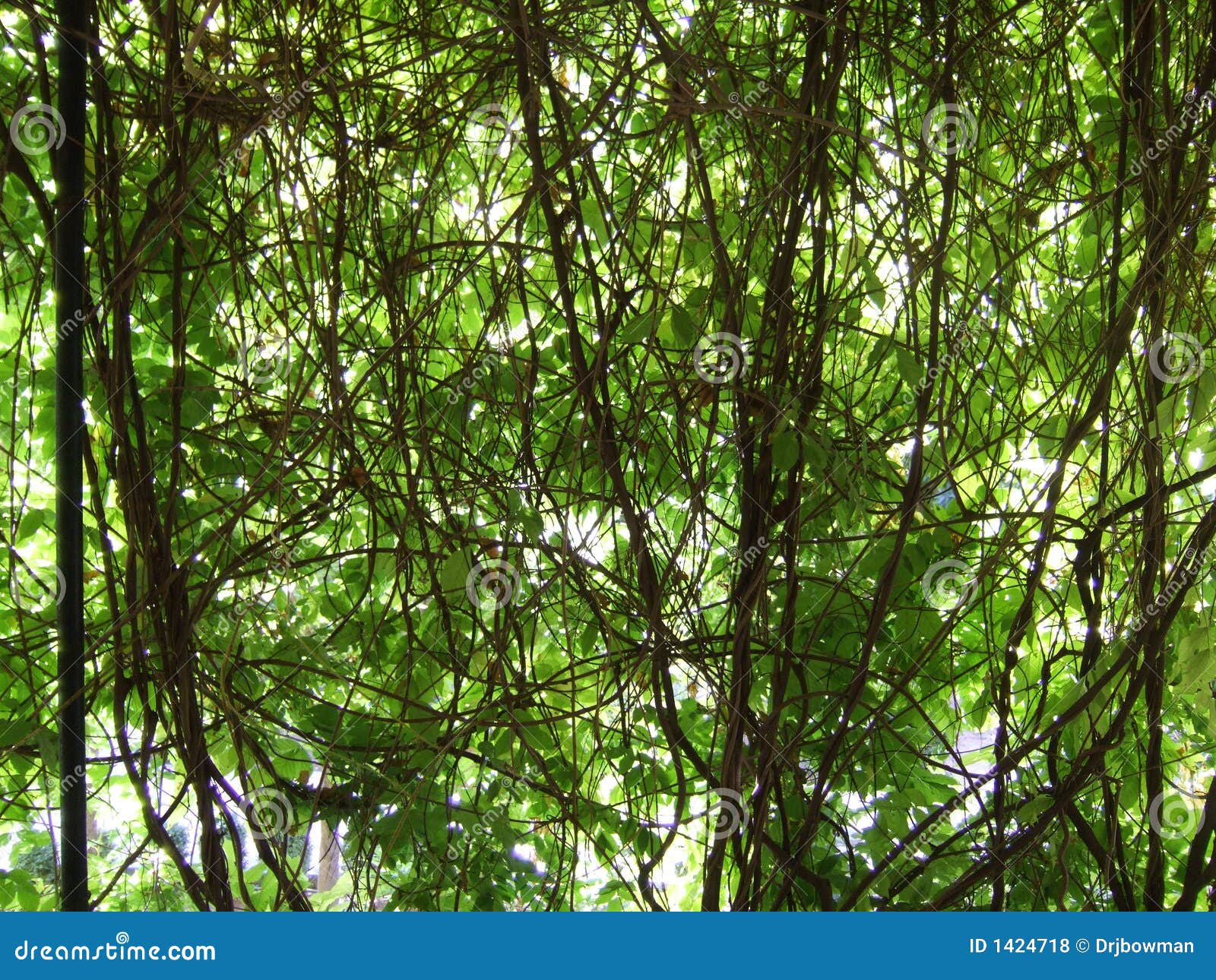 Tangle of vines stock photo. Image of stalk, background - 1424718