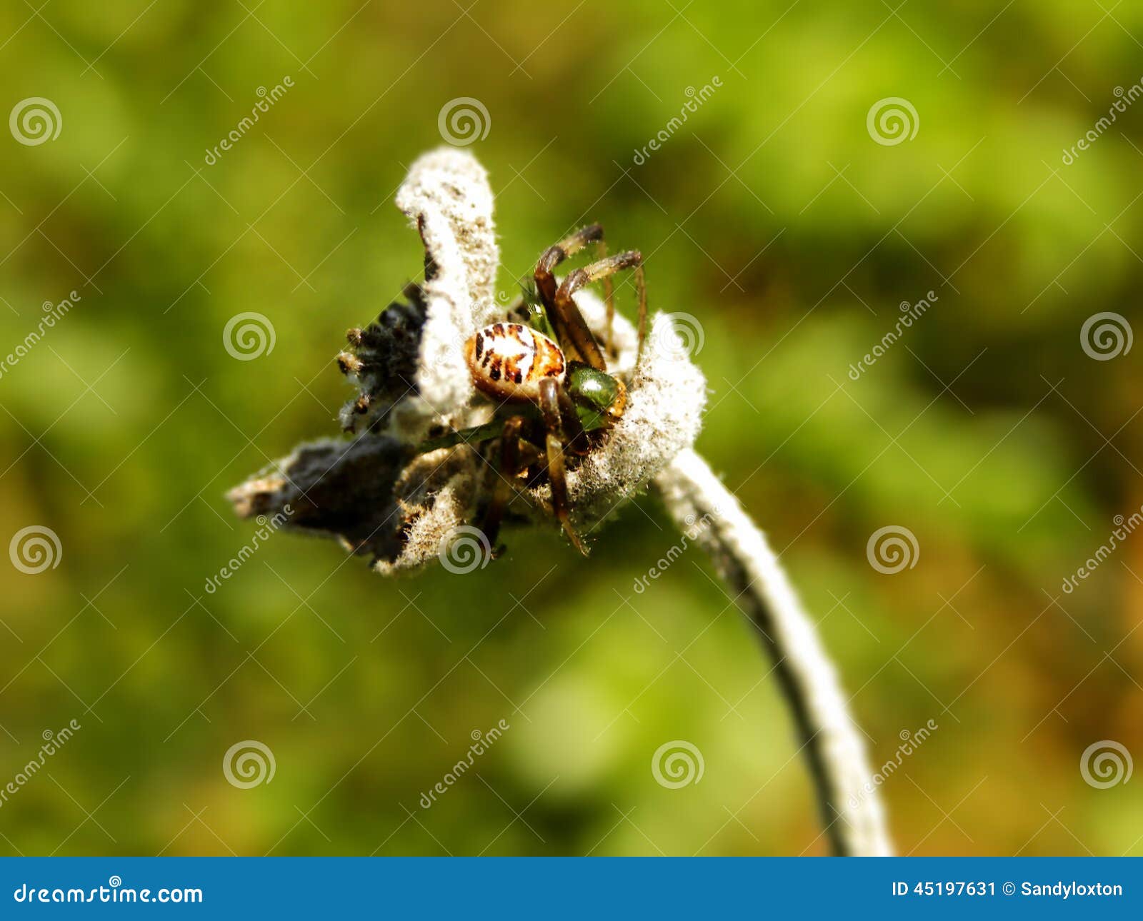 Tangle-web spider 1 stock image. Image of lavender, white - 45197631