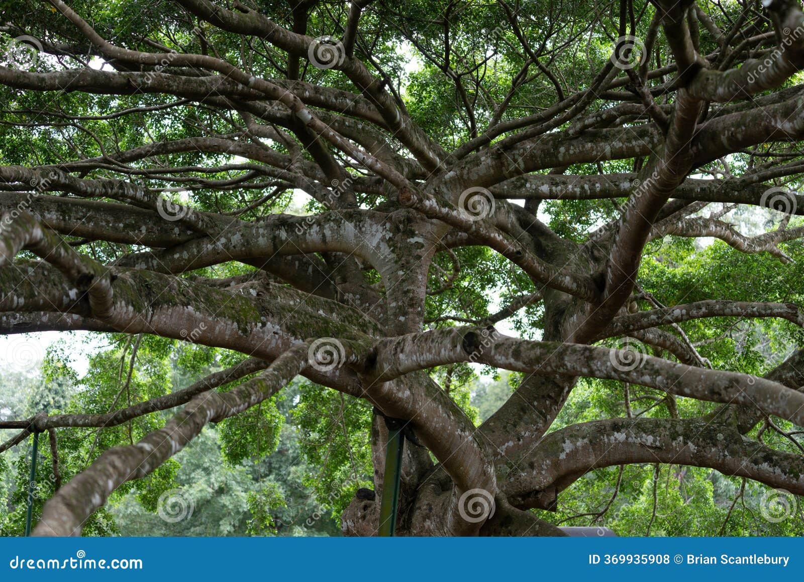 An Ancient Ficus Tree And A Water Well Stock Image | CartoonDealer.com ...